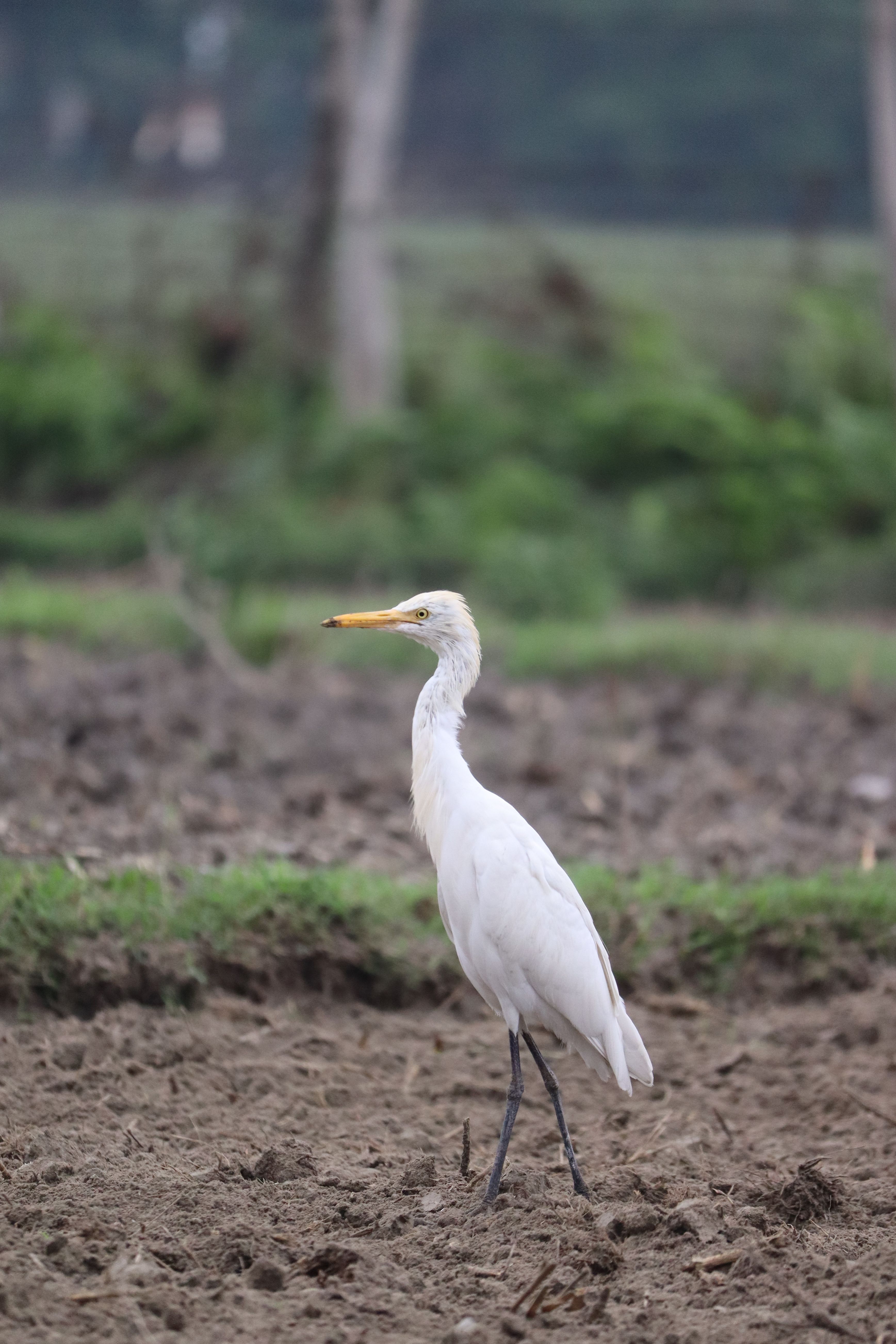 White Heron in Field · Free Stock Photo