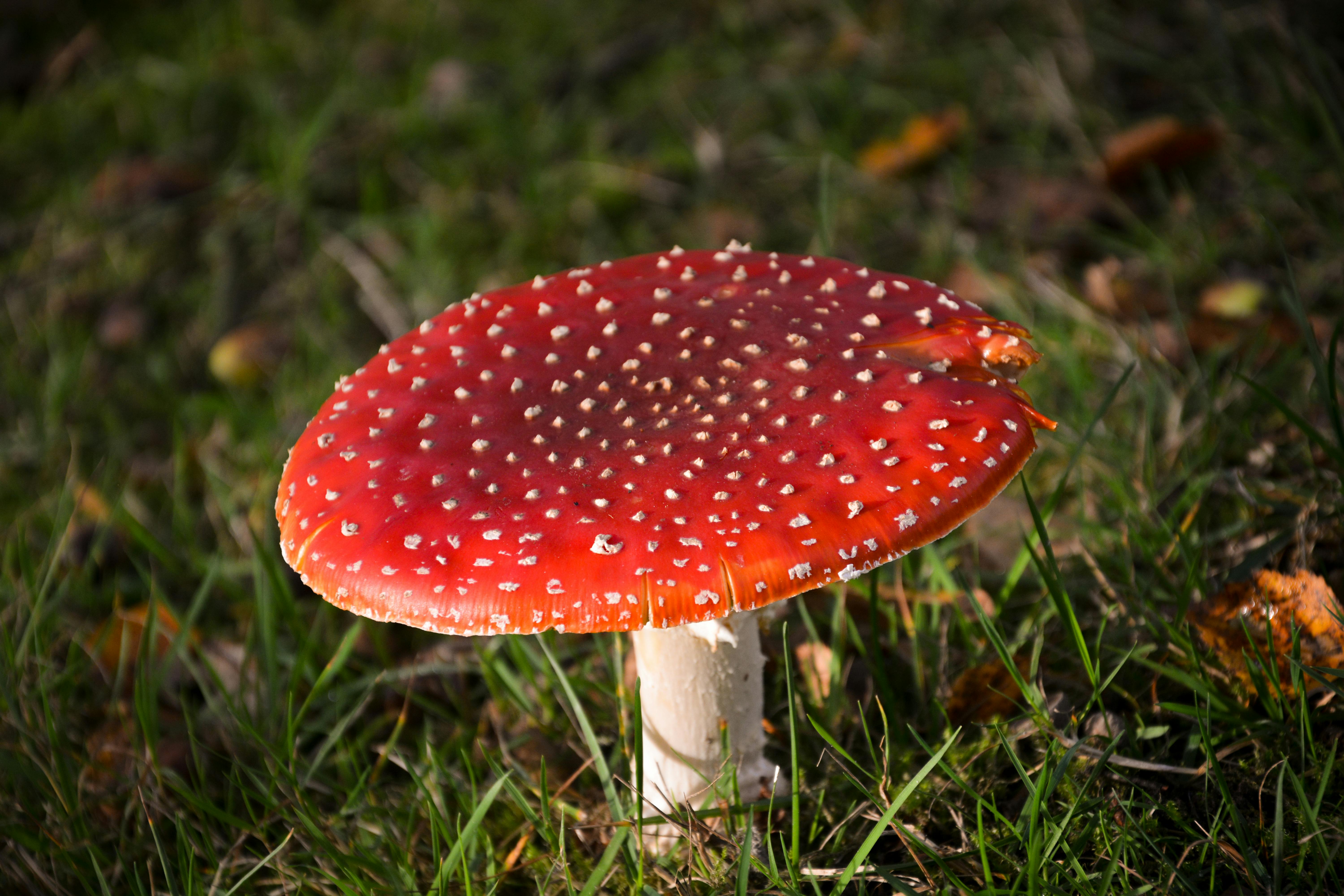 Toadstool in a Forest · Free Stock Photo