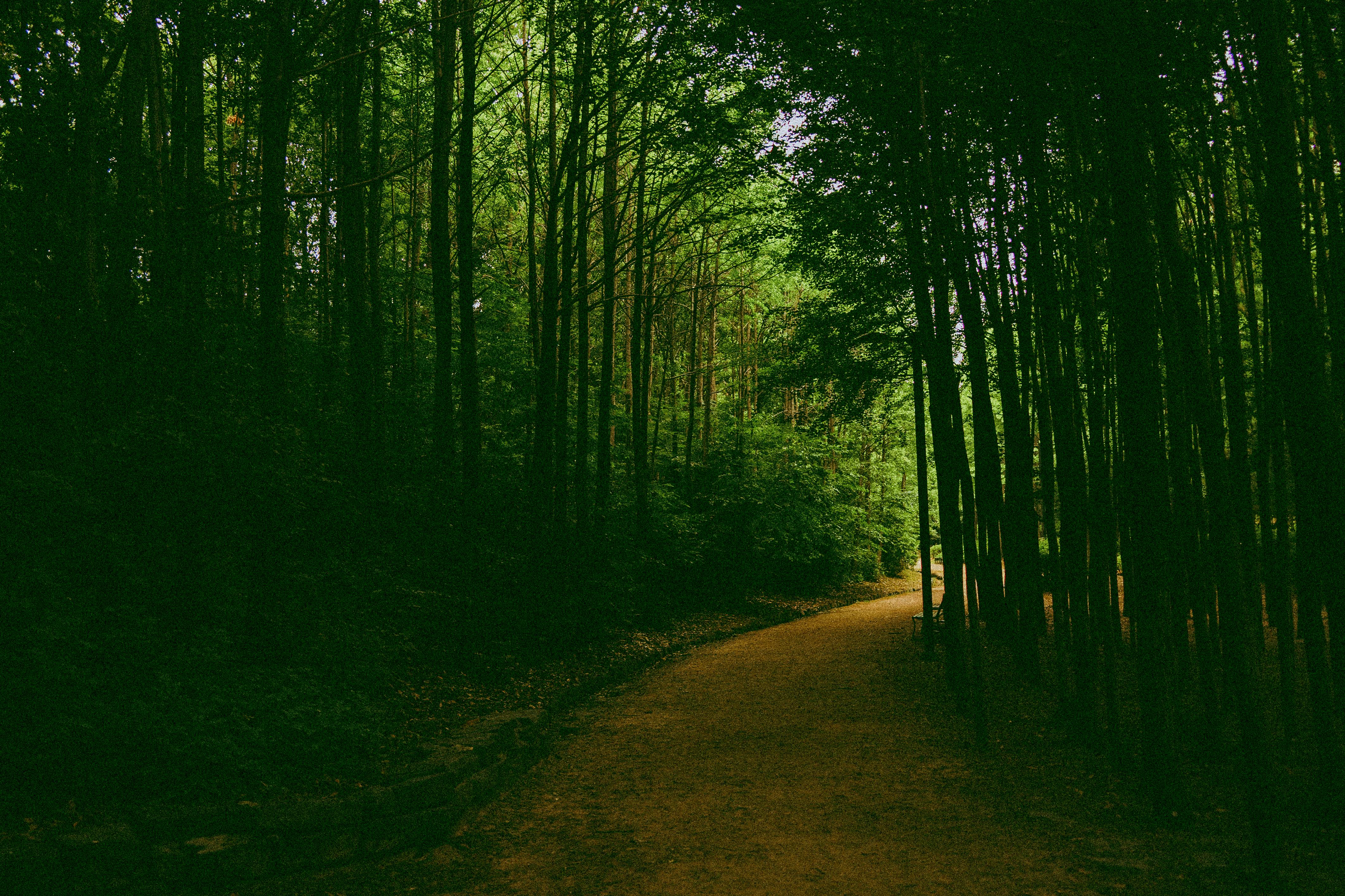 Path Among Trees in a Forest · Free Stock Photo