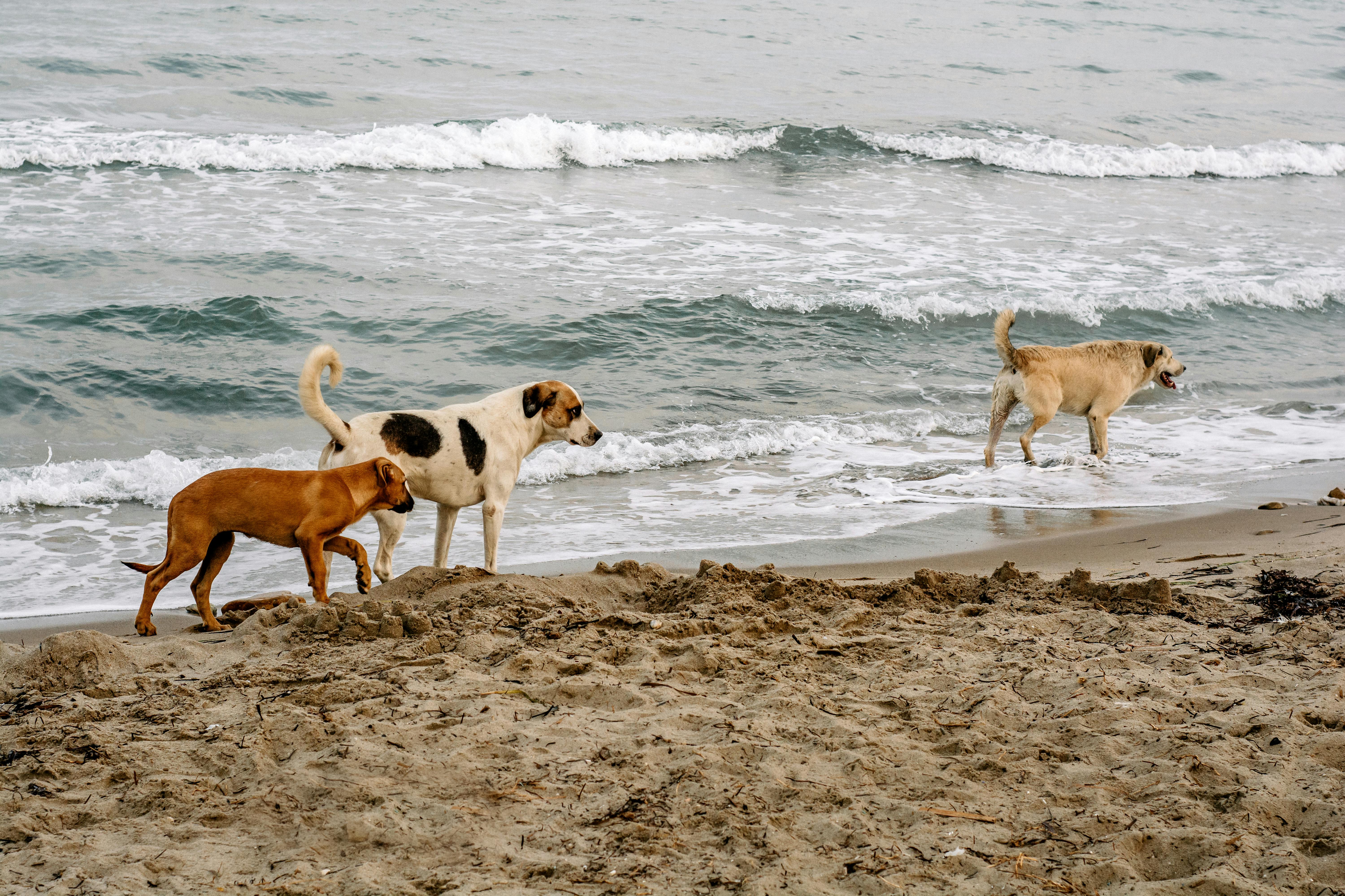 Dogs Walking on a Beach · Free Stock Photo
