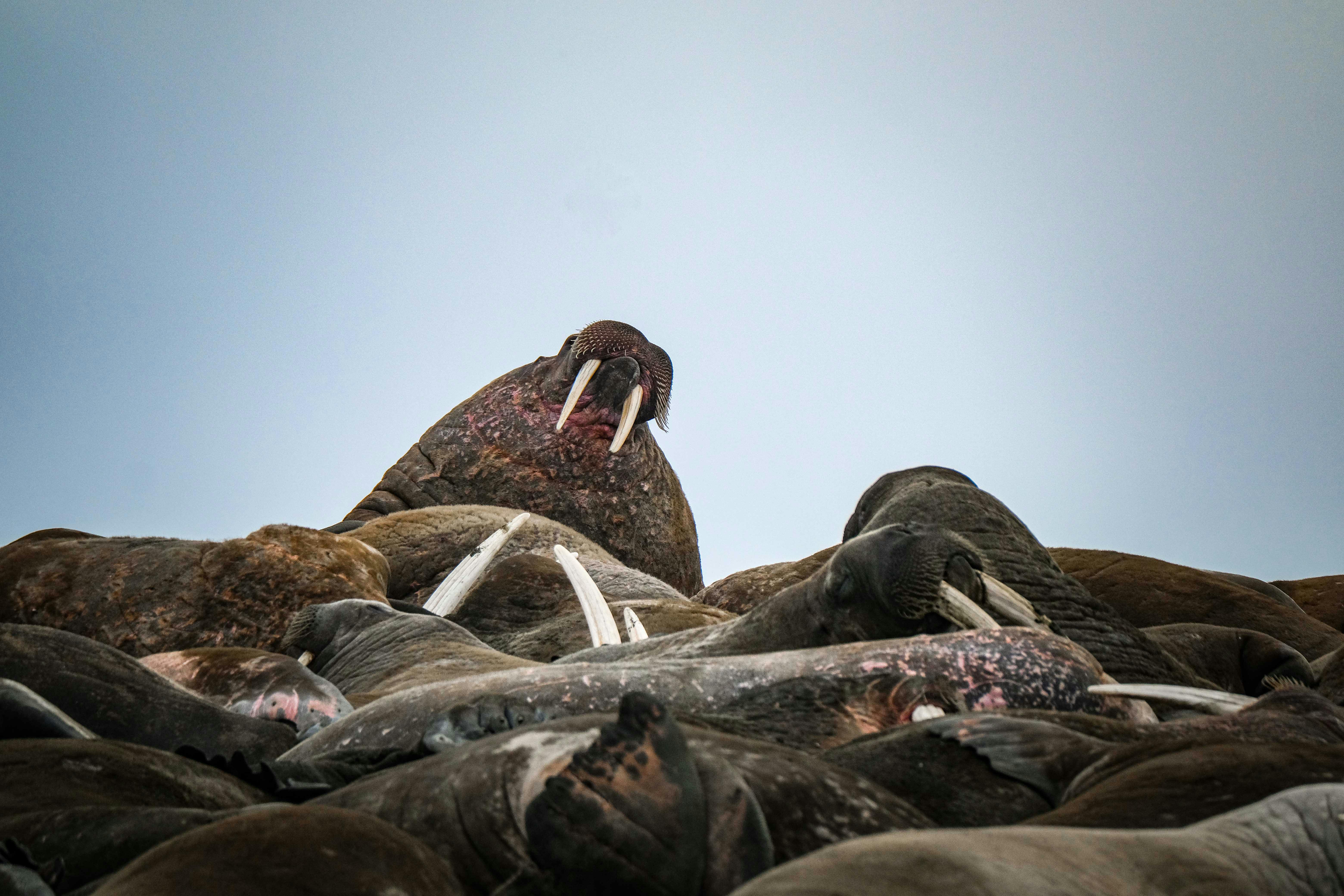A Huddle of Walruses · Free Stock Photo