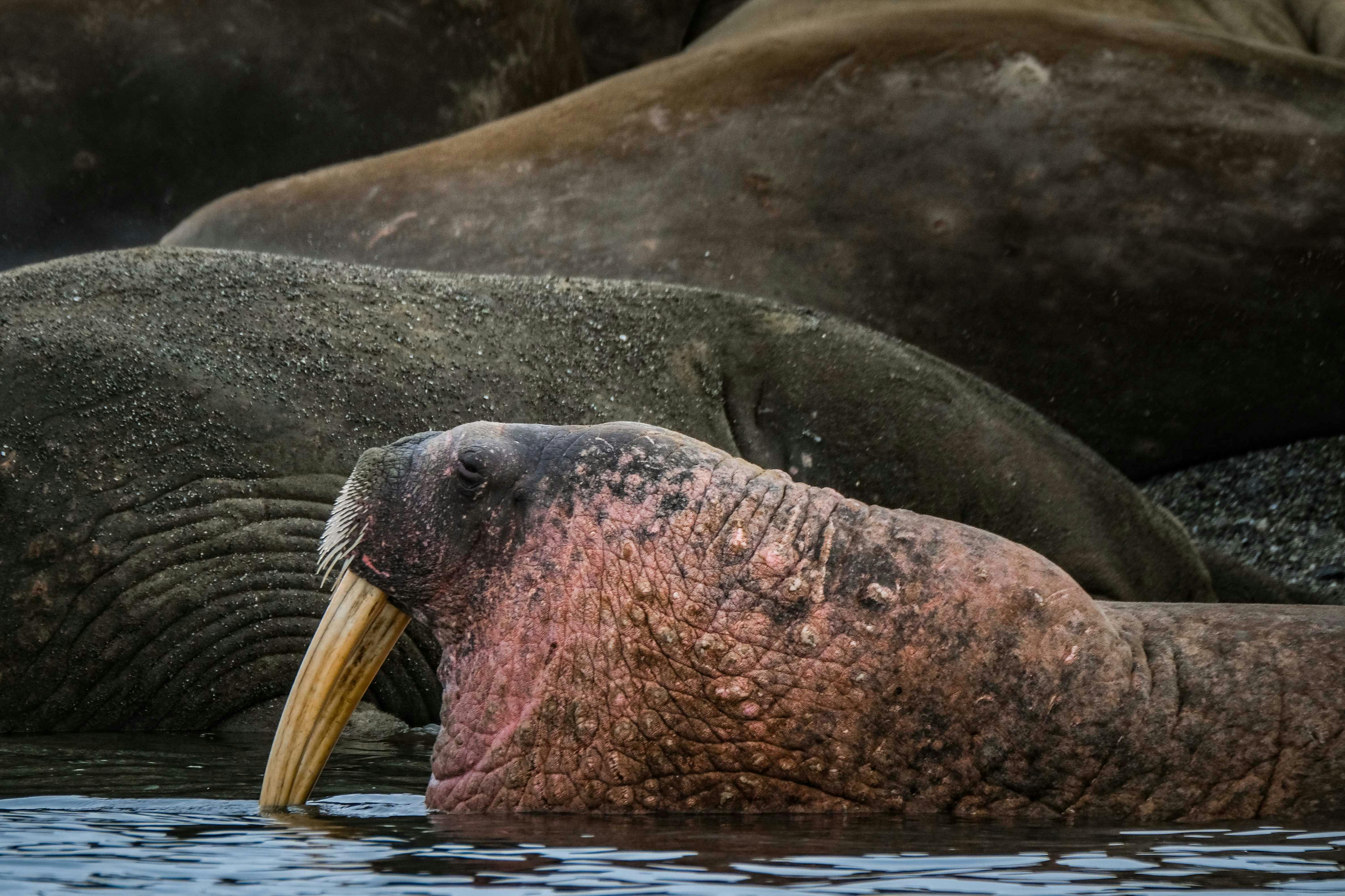 Walrus Swimming Past Walruses Lying on the Beach · Free Stock Photo