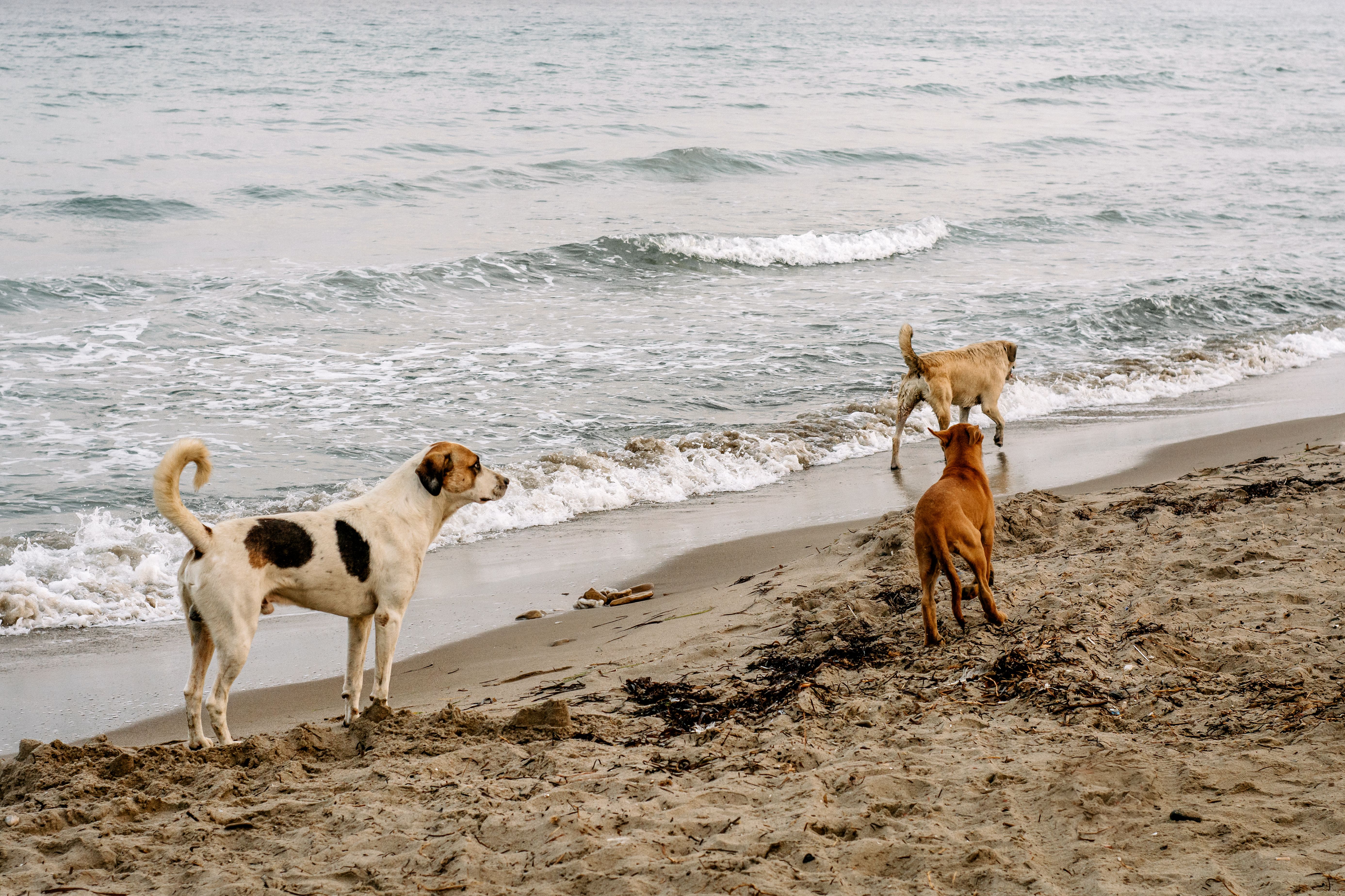 Three dogs playing on the beach · Free Stock Photo