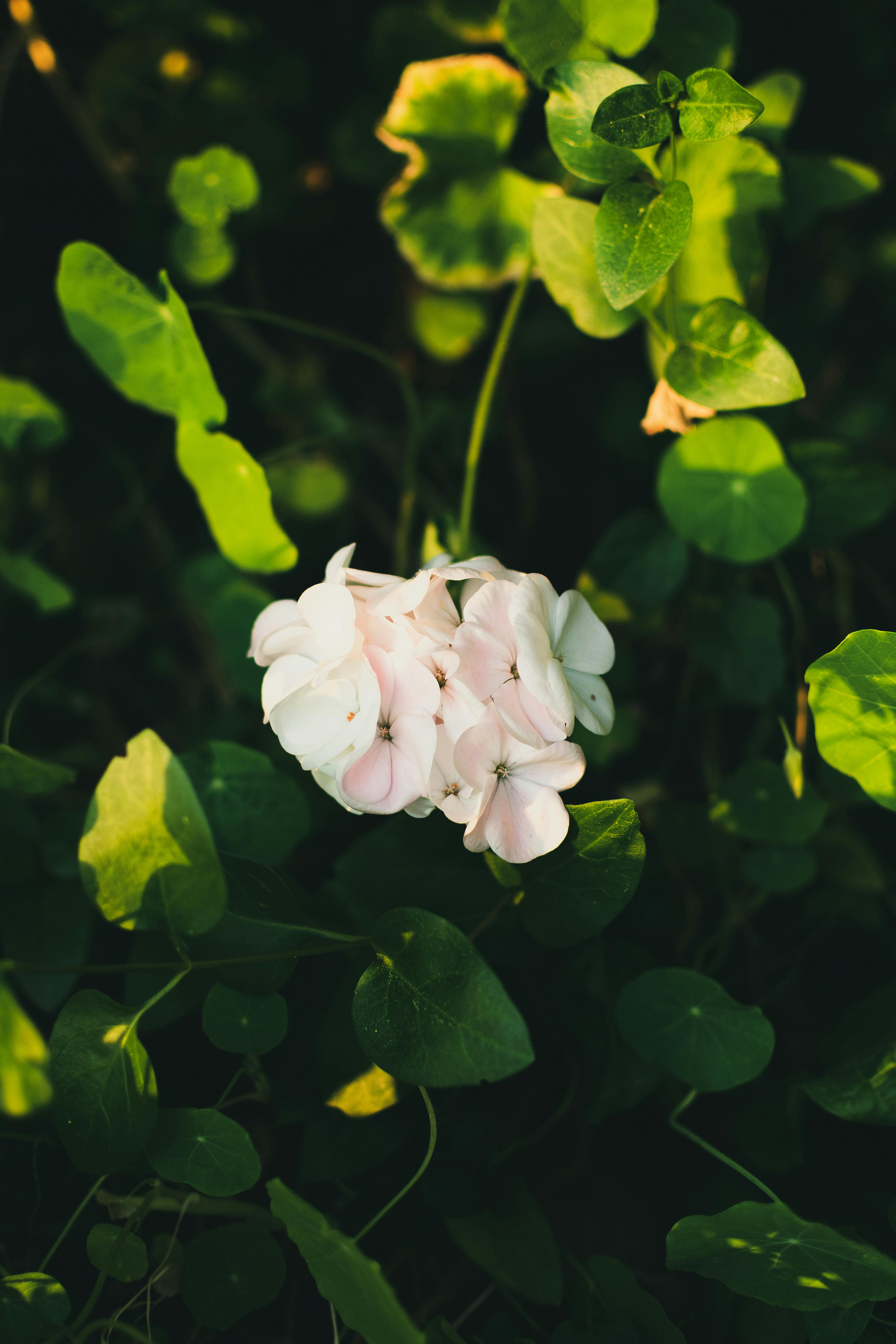 Close up of Flowers · Free Stock Photo