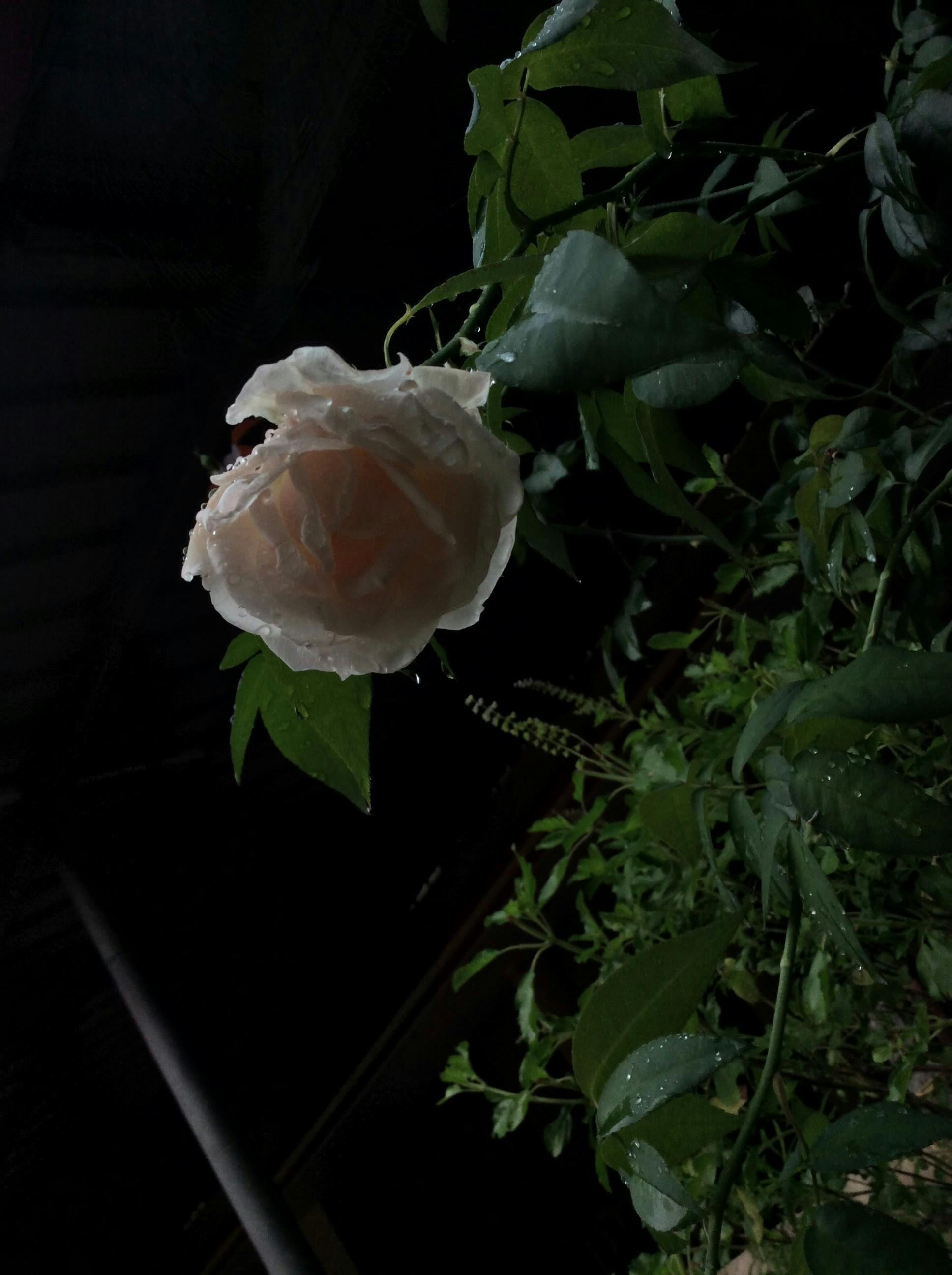 Archana Ramakrishna - Photography