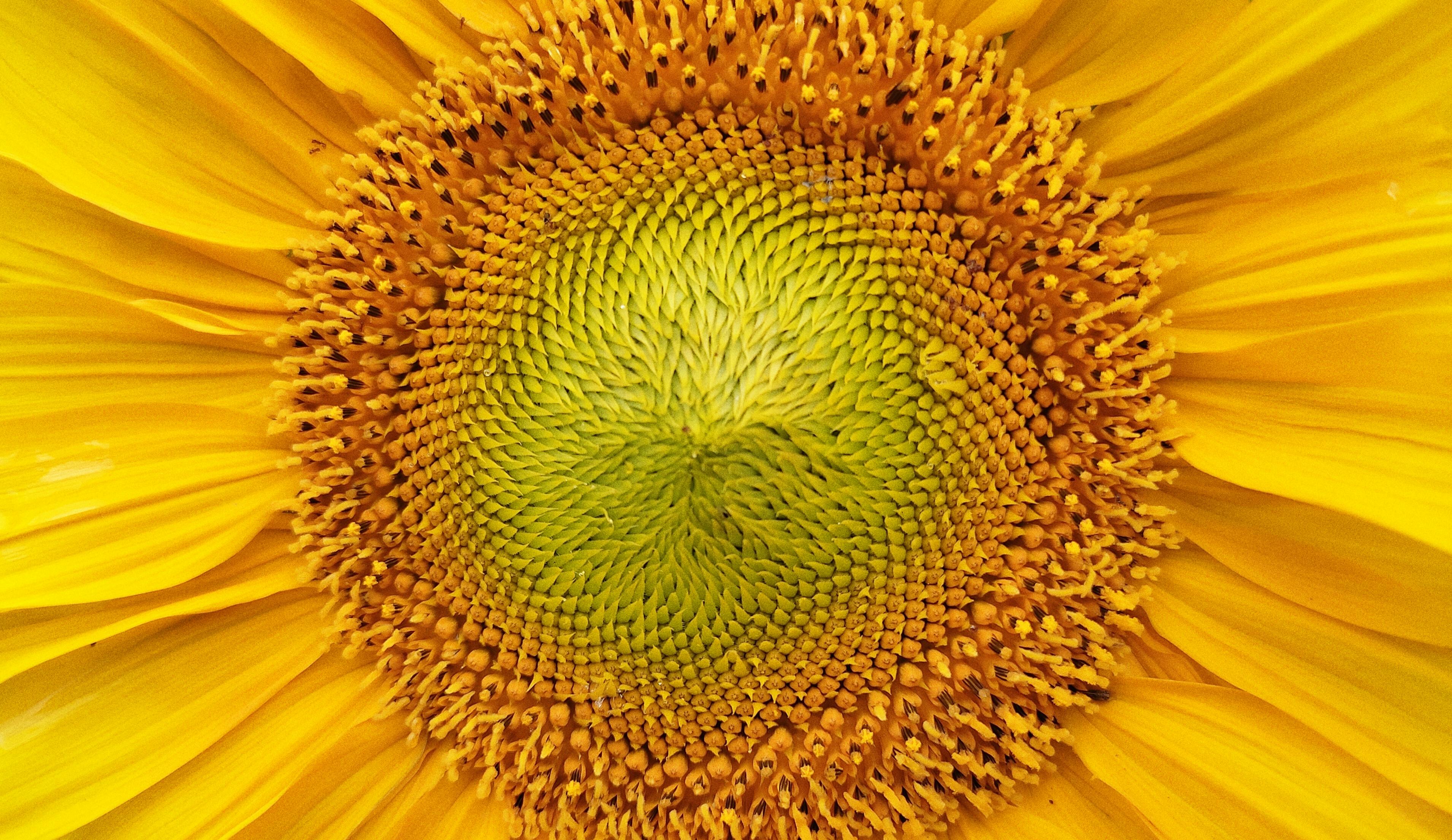 Closeup of a Disk Florets of a Sunflower · Free Stock Photo