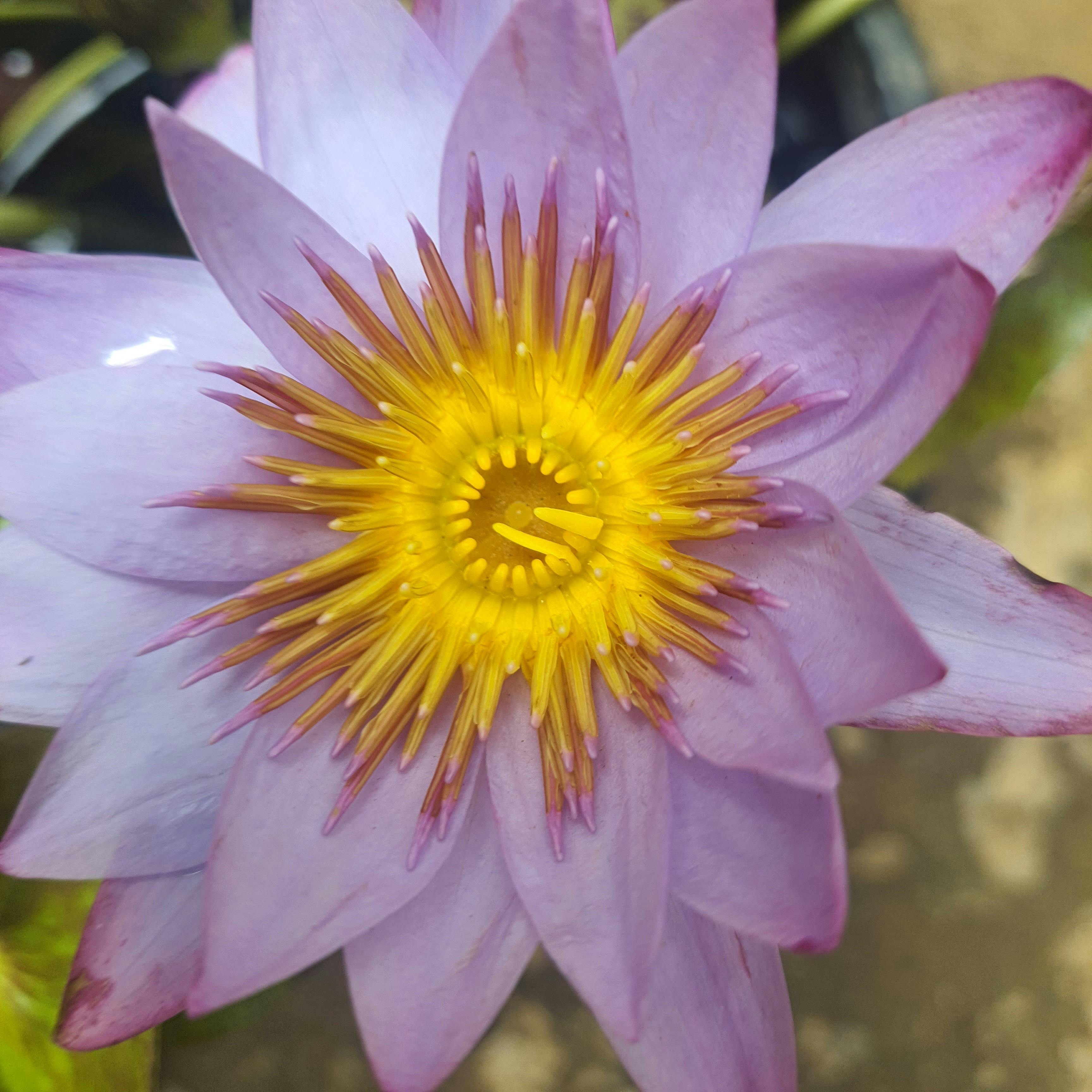 Archana Ramakrishna - Photography