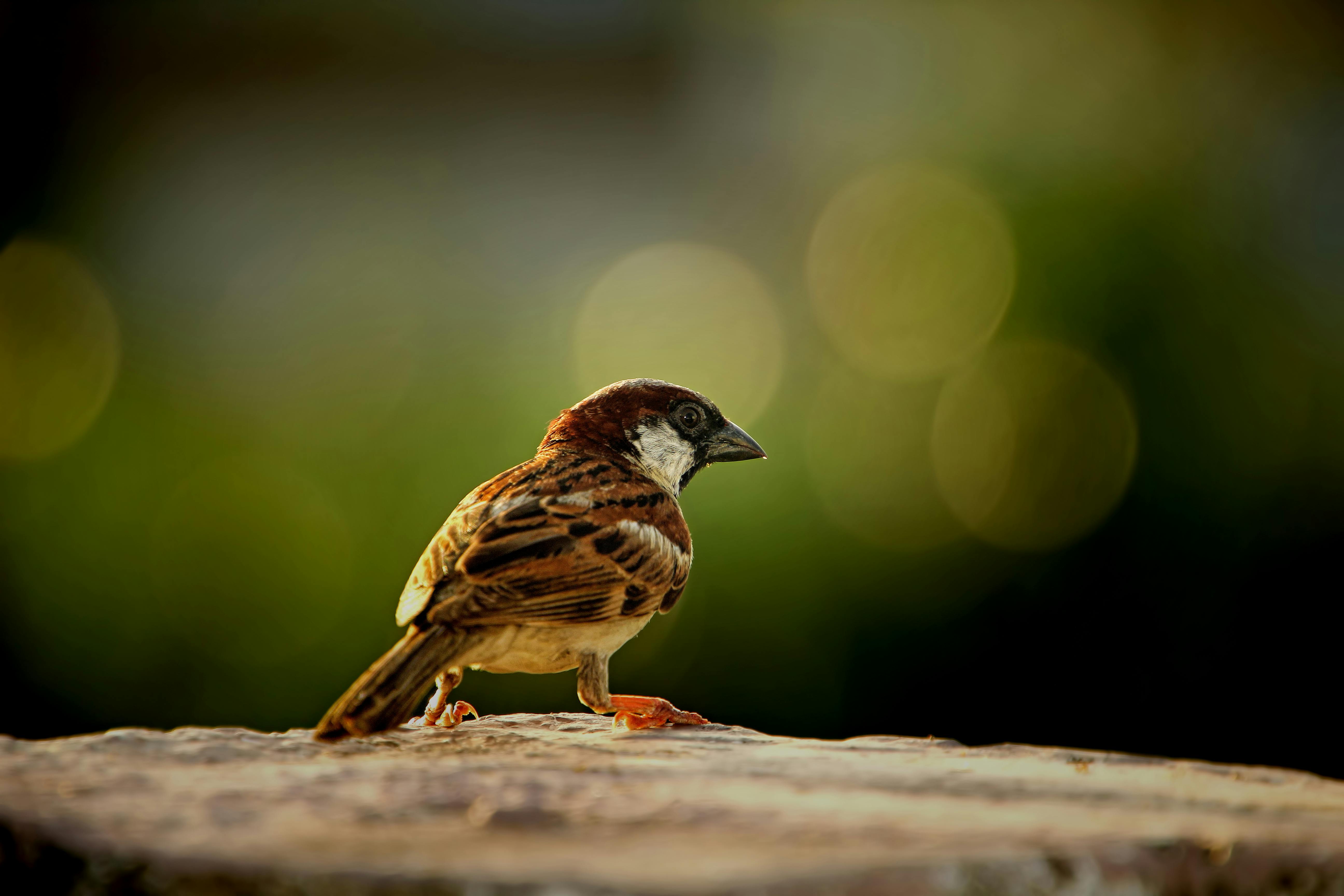 House Sparrow · Free Stock Photo
