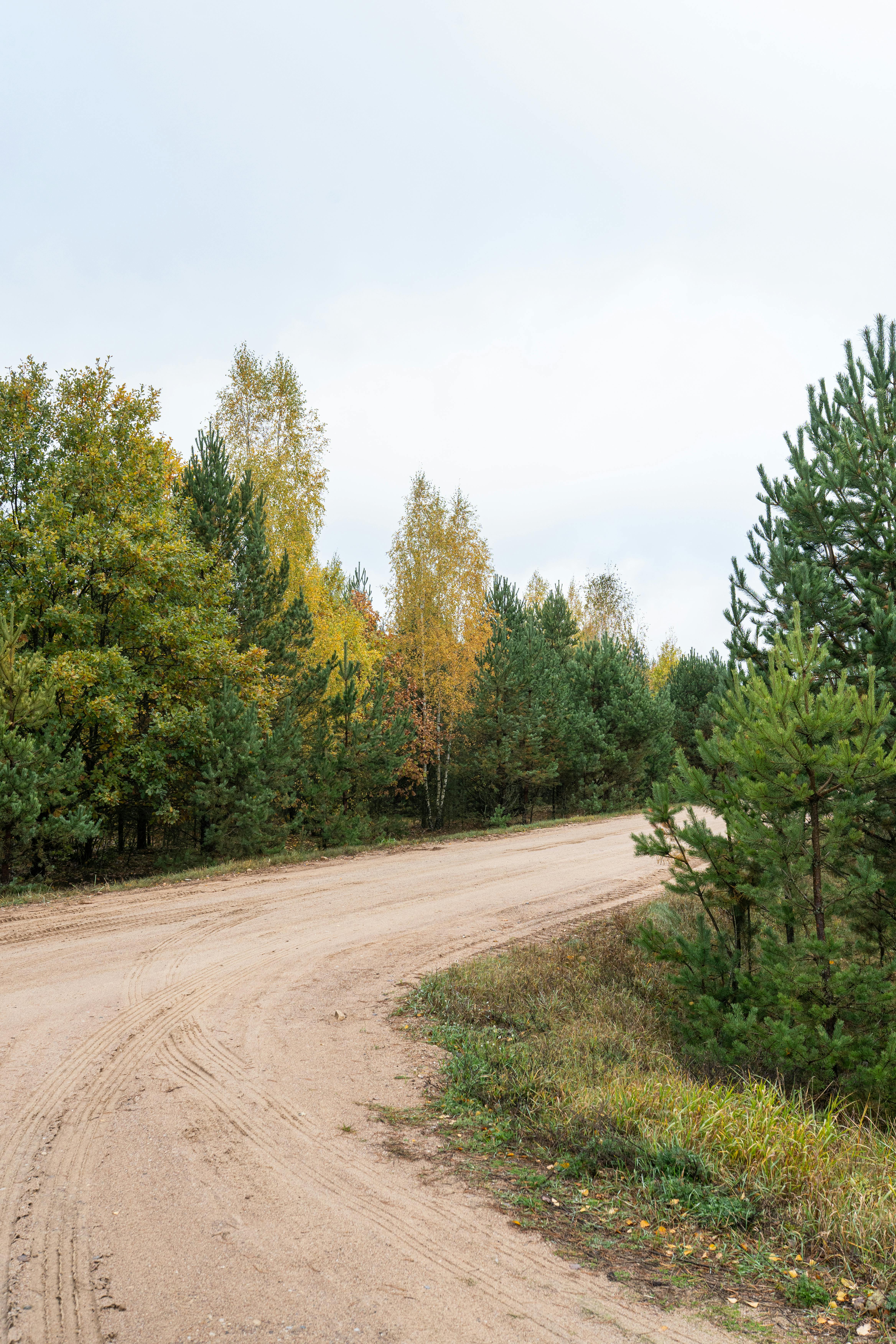 Winding Sand Road in Forest · Free Stock Photo