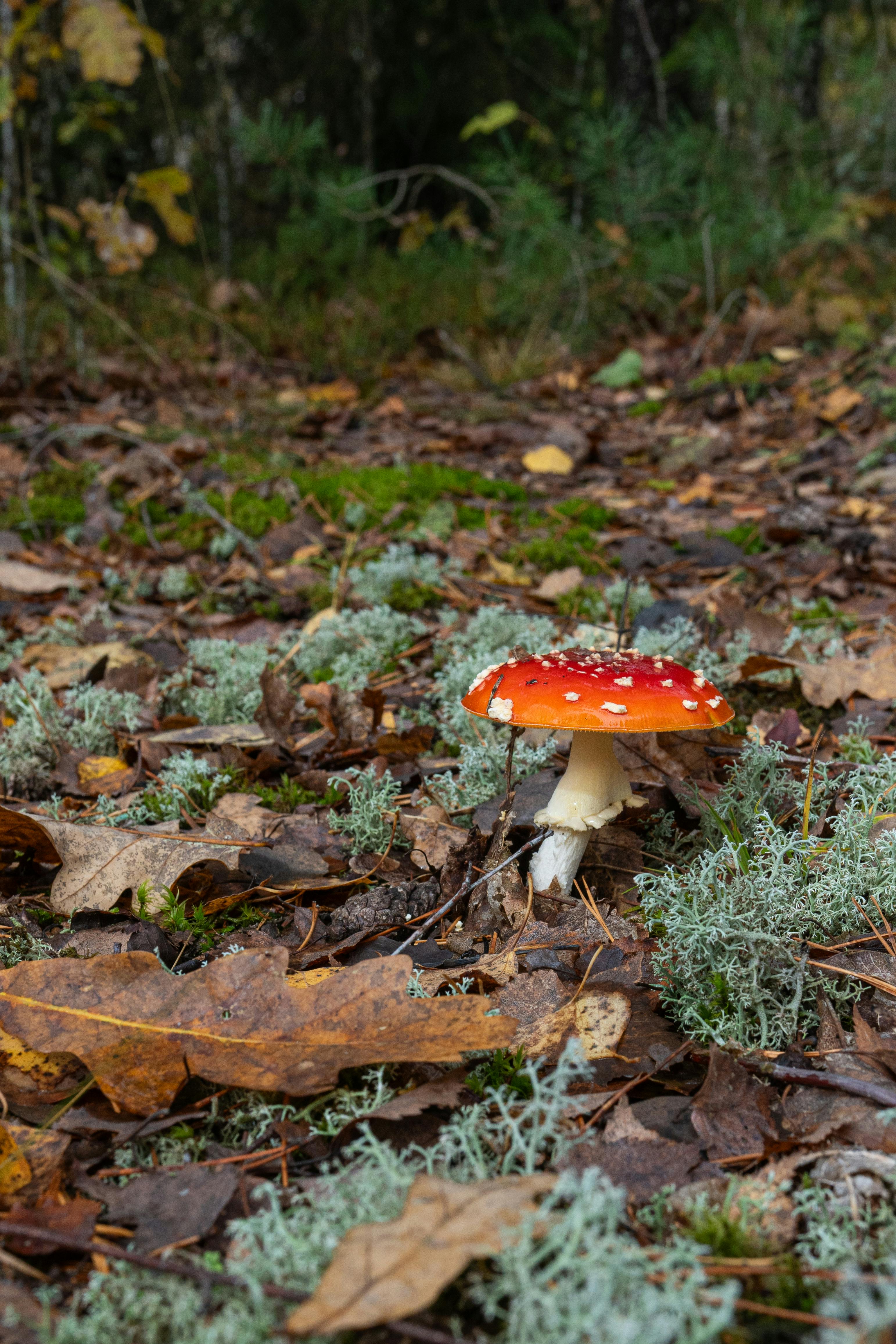 4k Mushroom Photos, Download The BEST Free 4k Mushroom Stock Photos ...