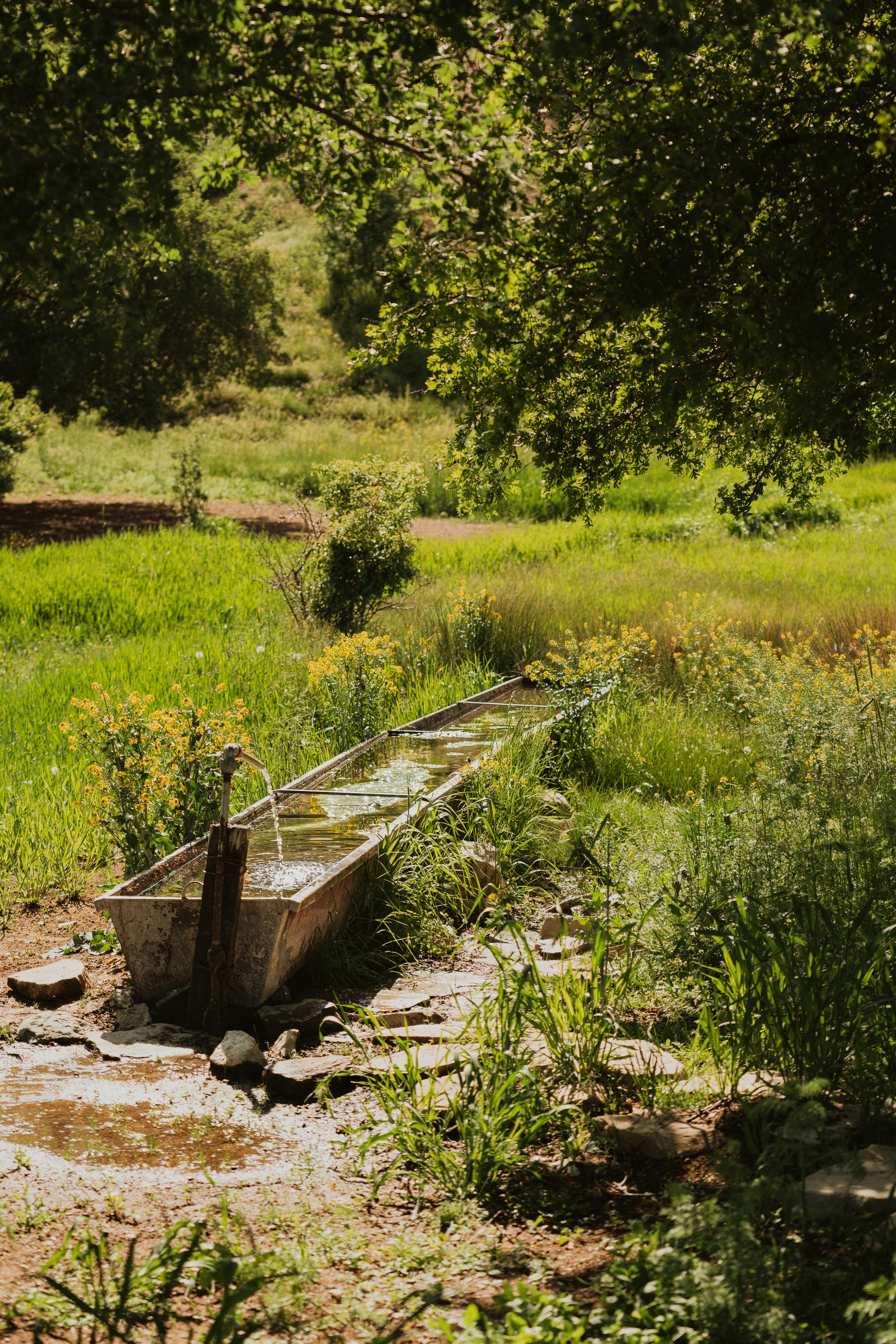 Trough in a Summer Meadow · Free Stock Photo