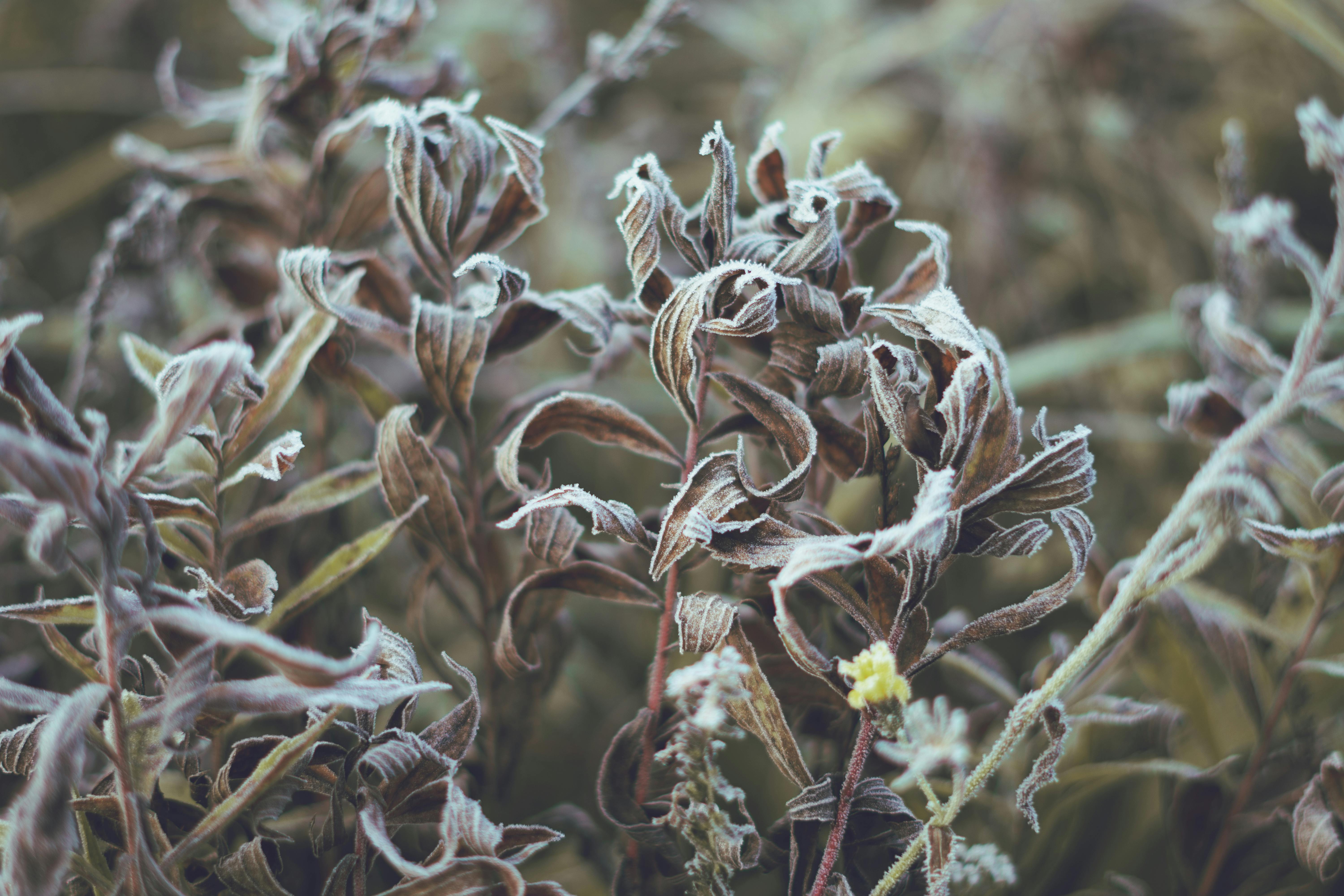 Twisted Pine Photos, Download The BEST Free Twisted Pine Stock Photos ...