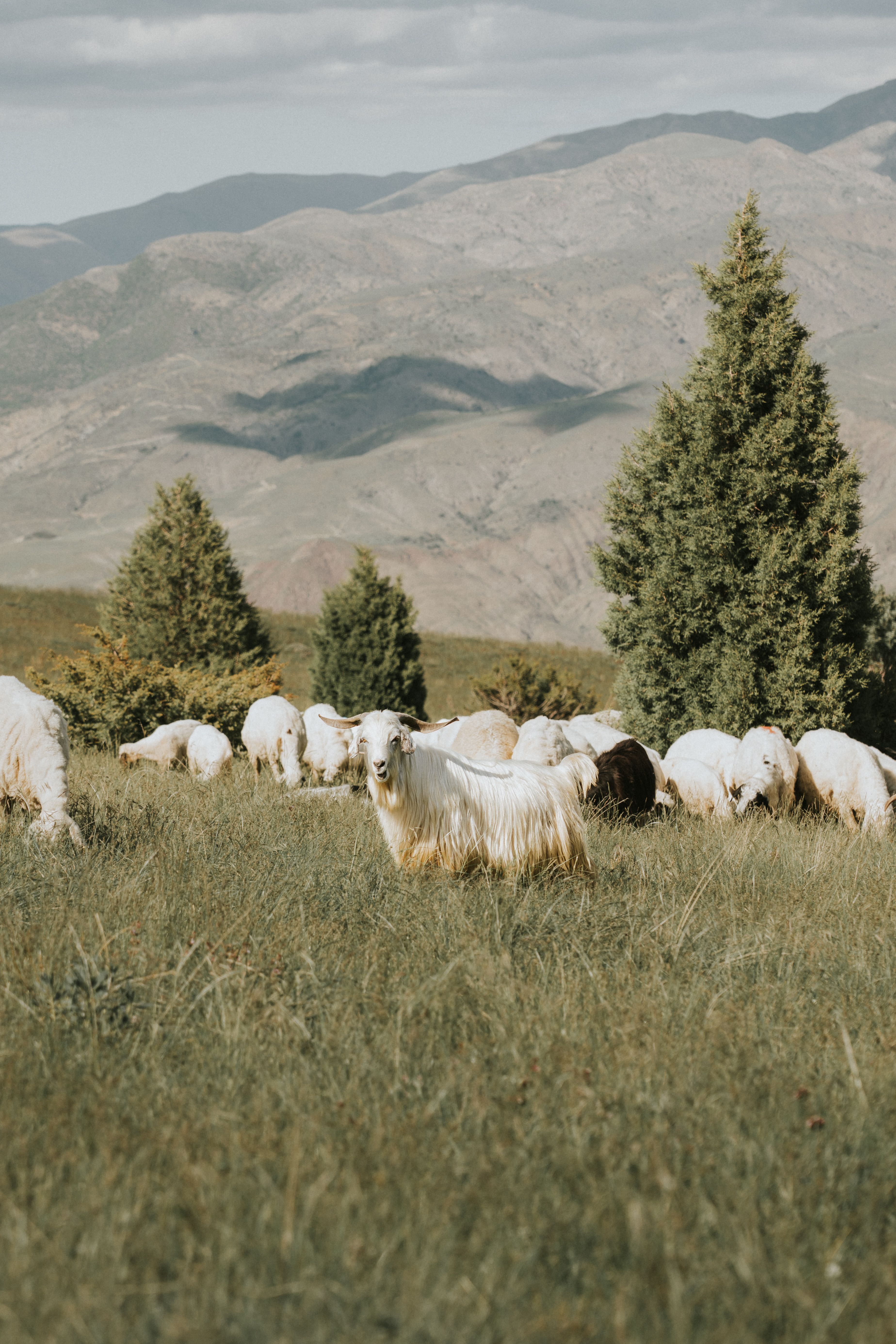 Farm Animals on a Grazing land · Free Stock Photo