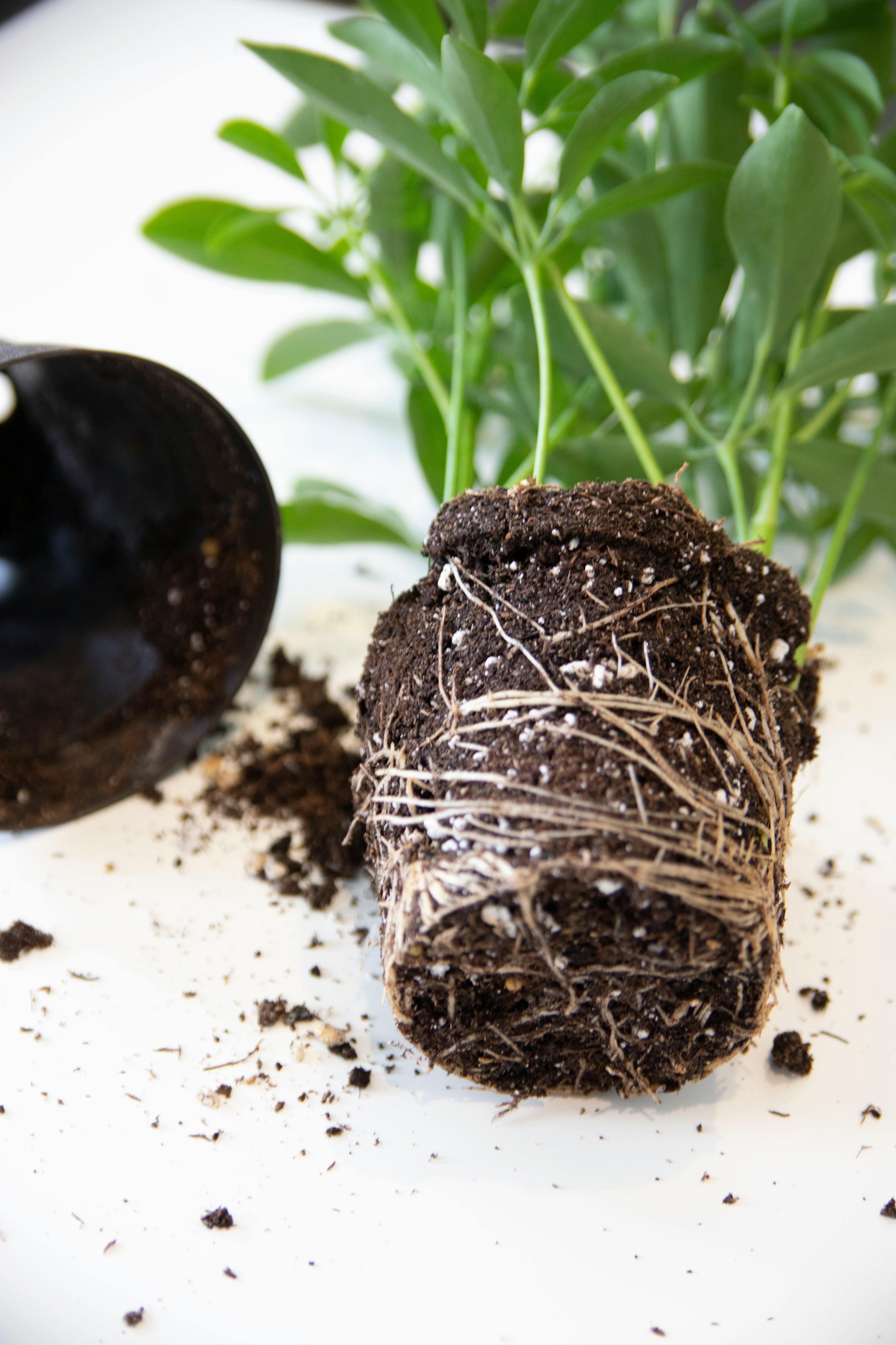 Foto de stock gratuita sobre agricultura, botánica, botánico, cepellón ...
