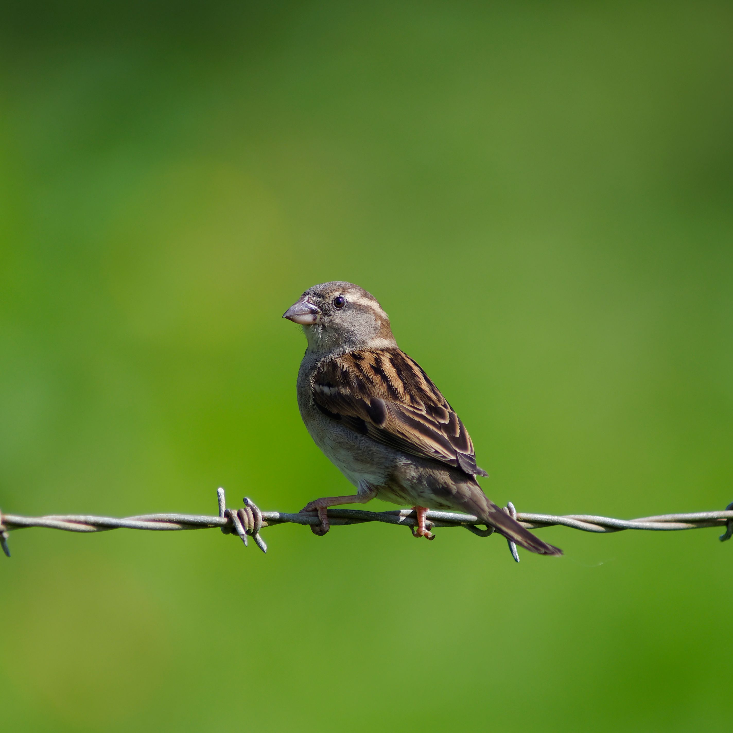 Close-Up Photo of Sparrow · Free Stock Photo