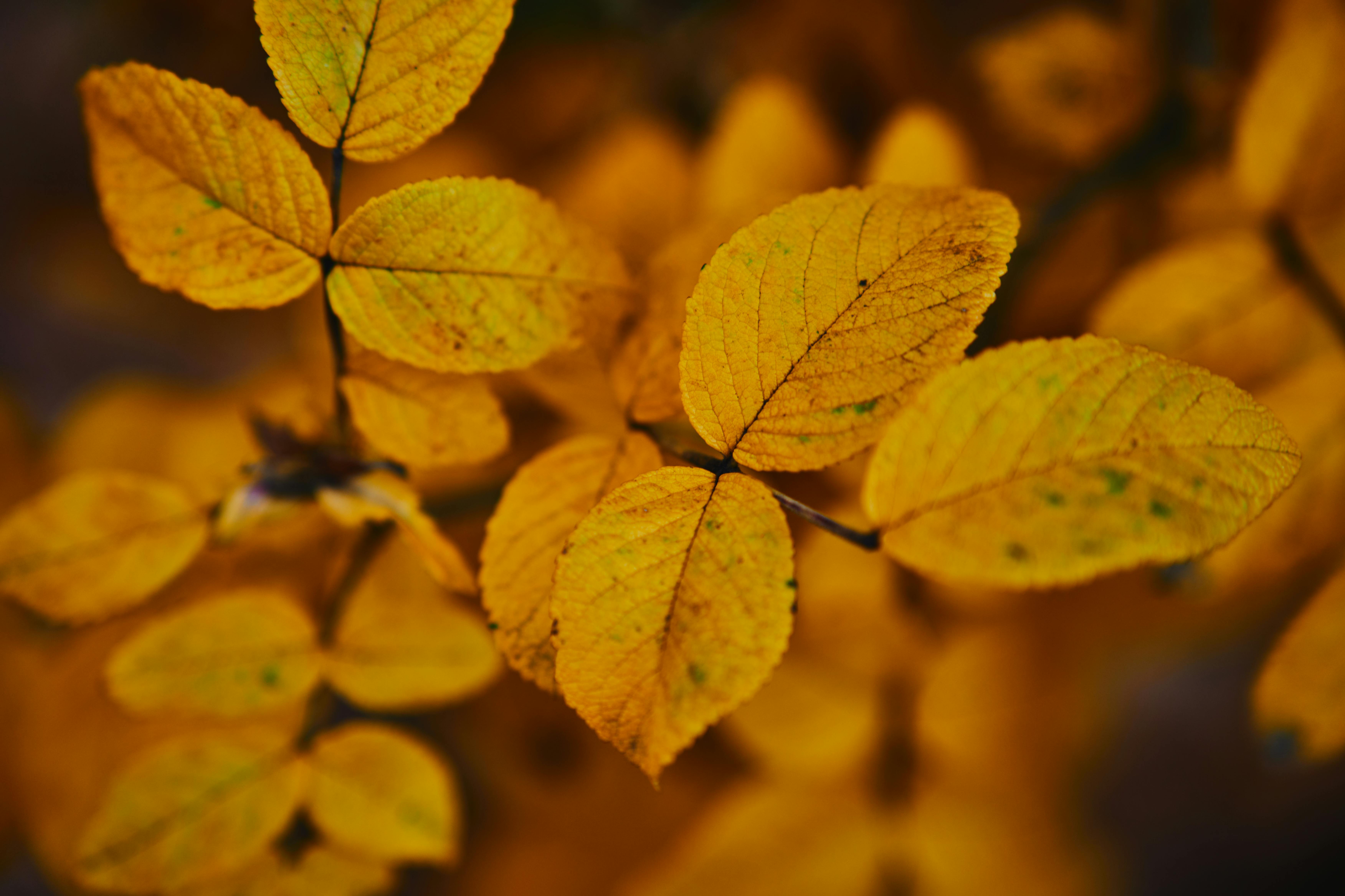 Yellow Autumn Leaves · Free Stock Photo