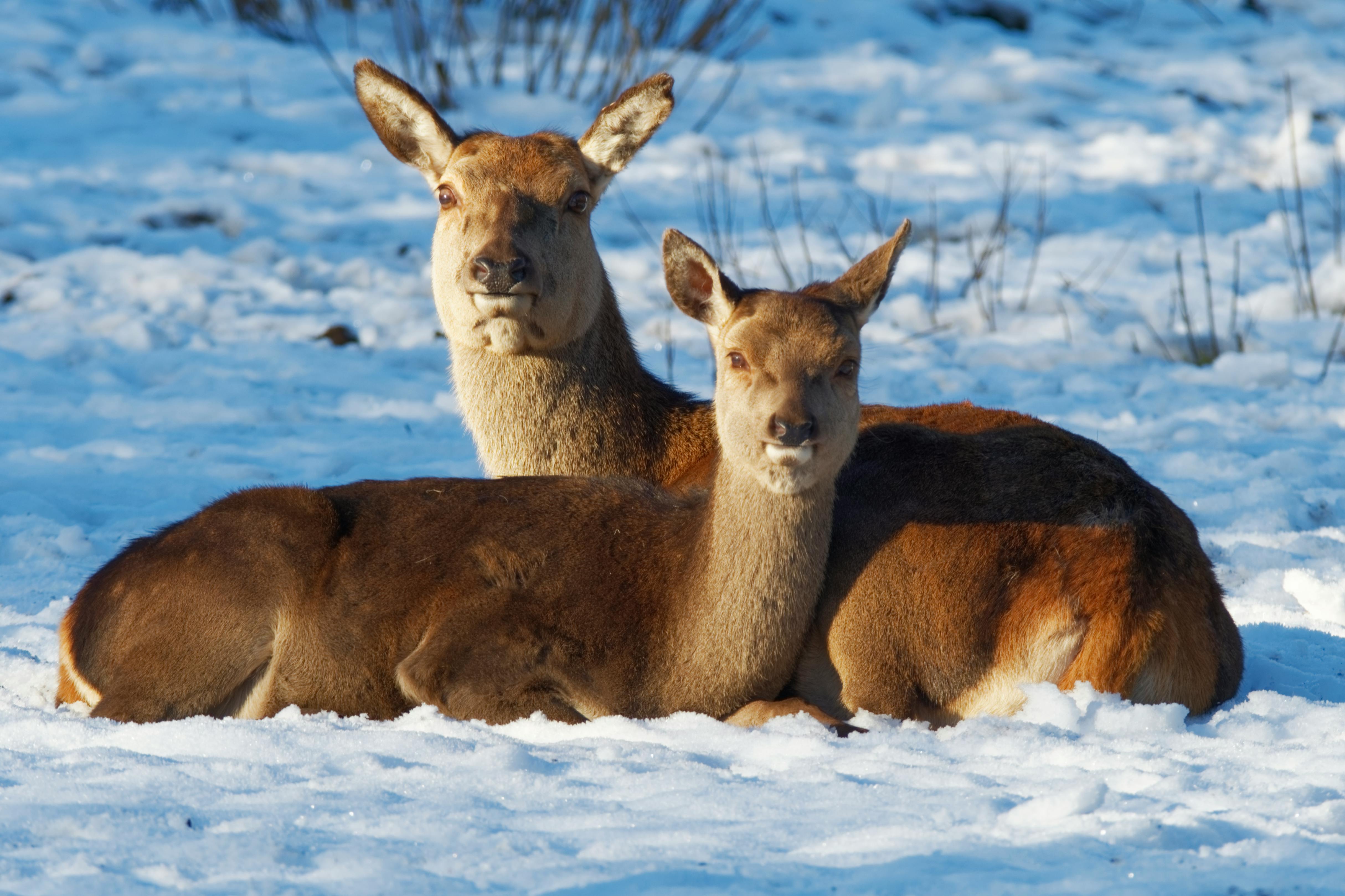 Deer Fawns on Snow · Free Stock Photo