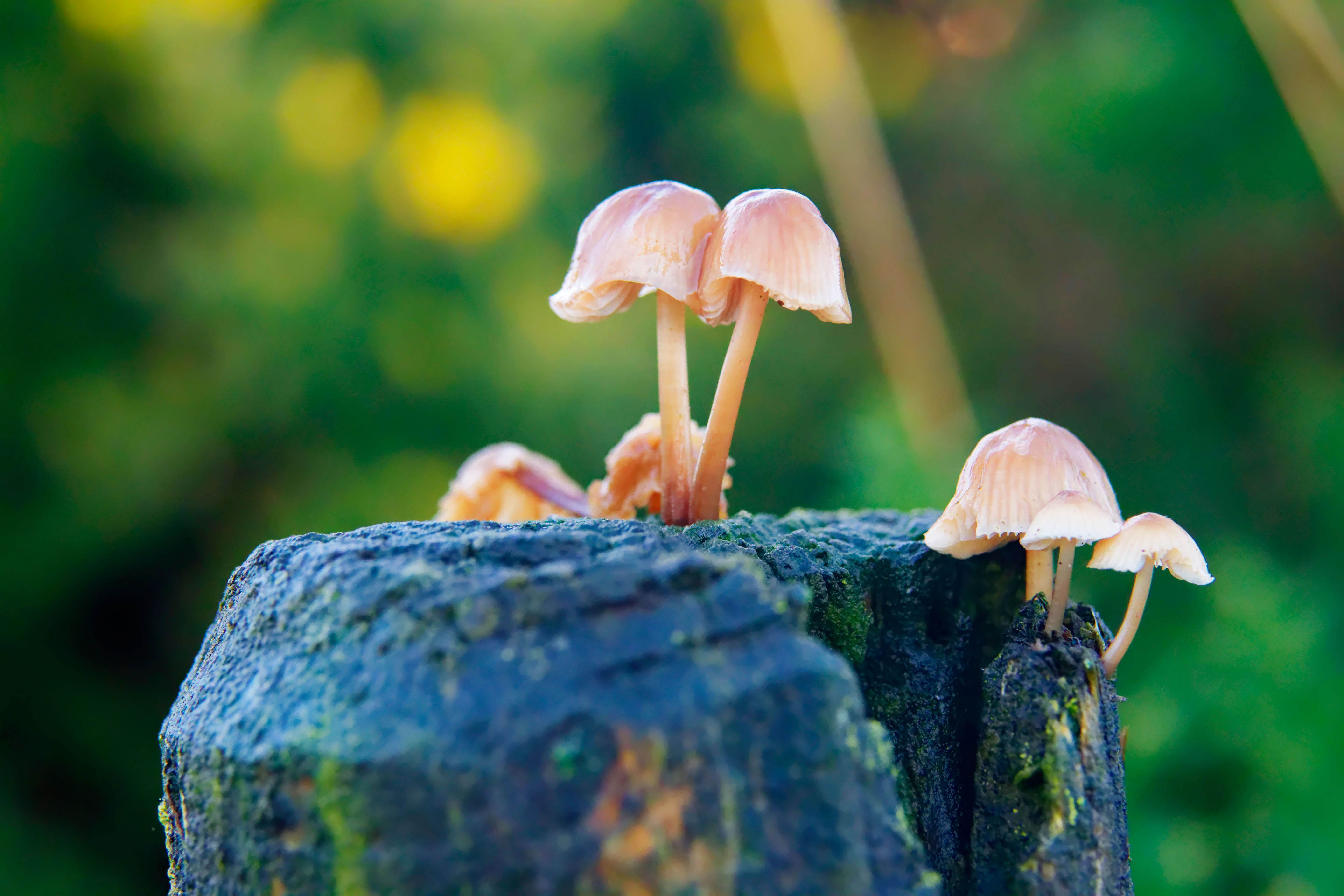 Mushrooms on Tree Trunk · Free Stock Photo