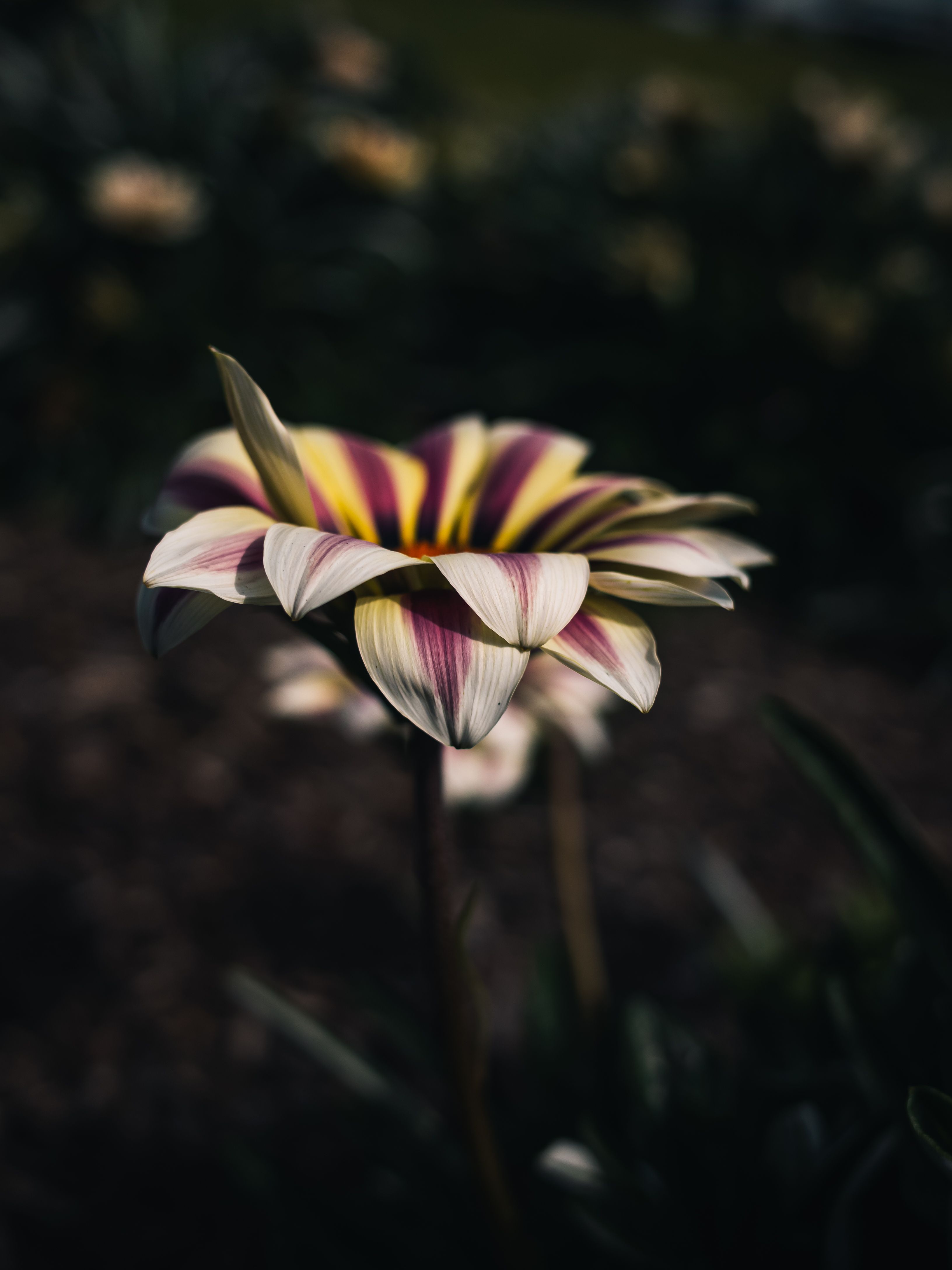 Shallow Focus Photography of Yellow Petal Flower · Free Stock Photo