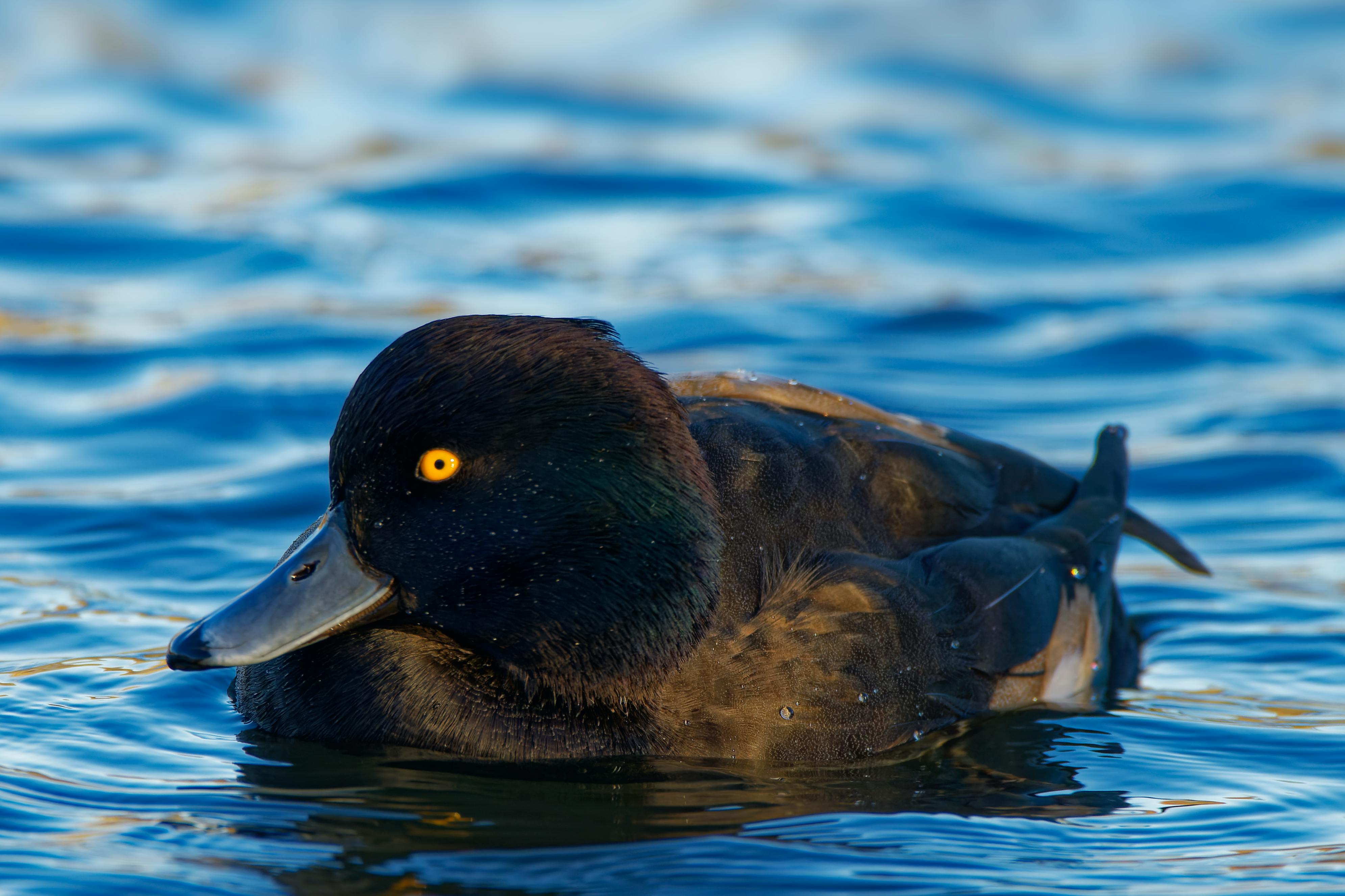 Illinois Bird Identification: A Guide to Prairie State Birds