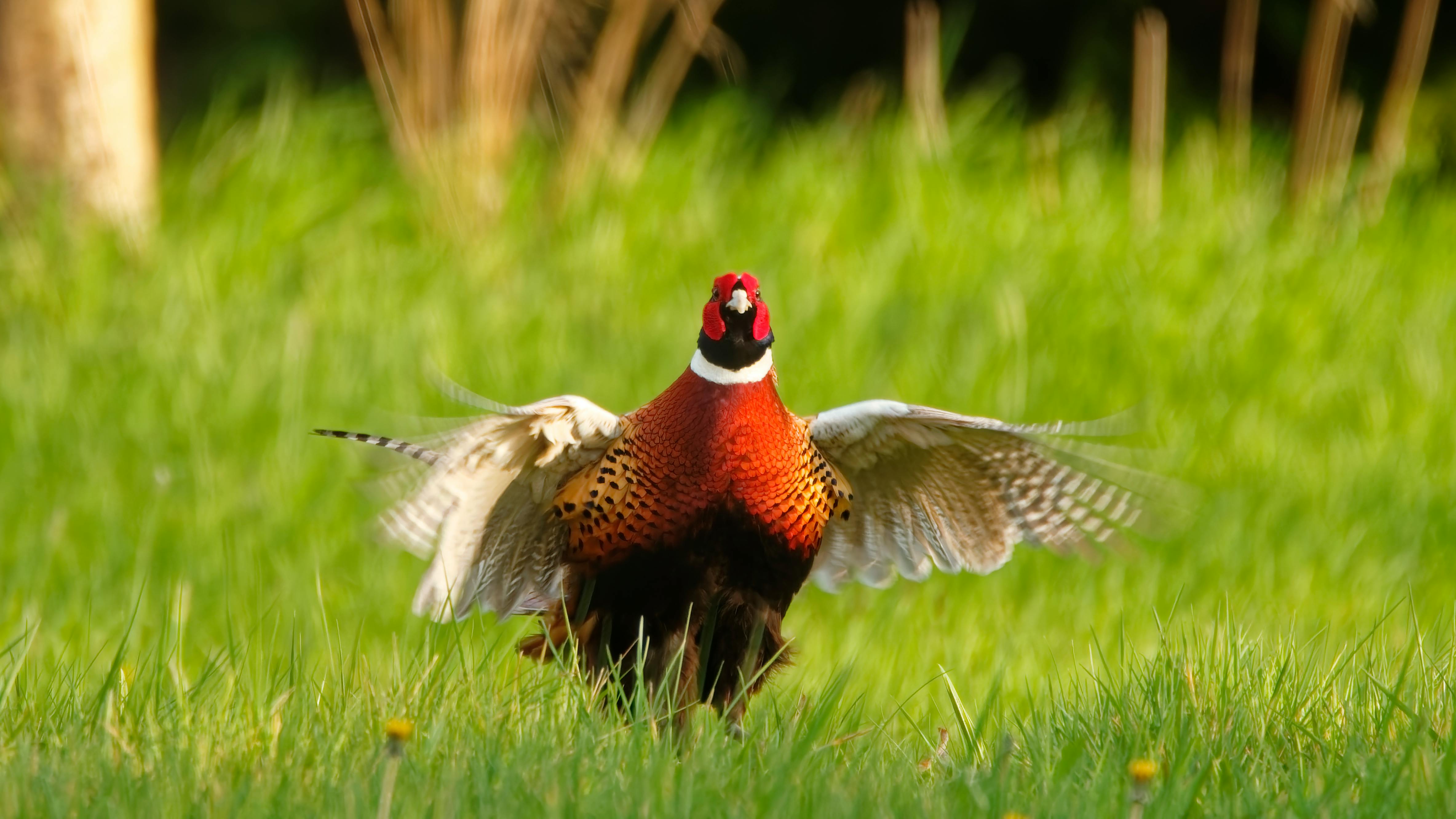 Common Pheasant (Phasianus colchicus) Standing on Grass · Free Stock Photo