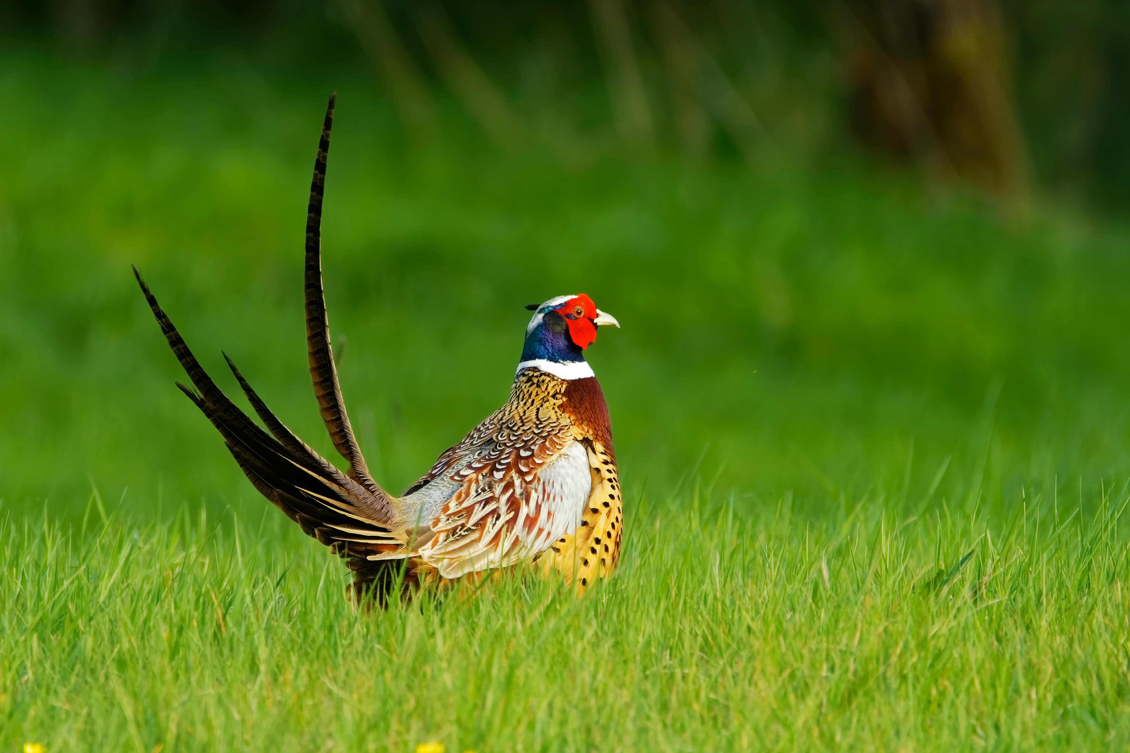 Close up of Pheasants · Free Stock Photo