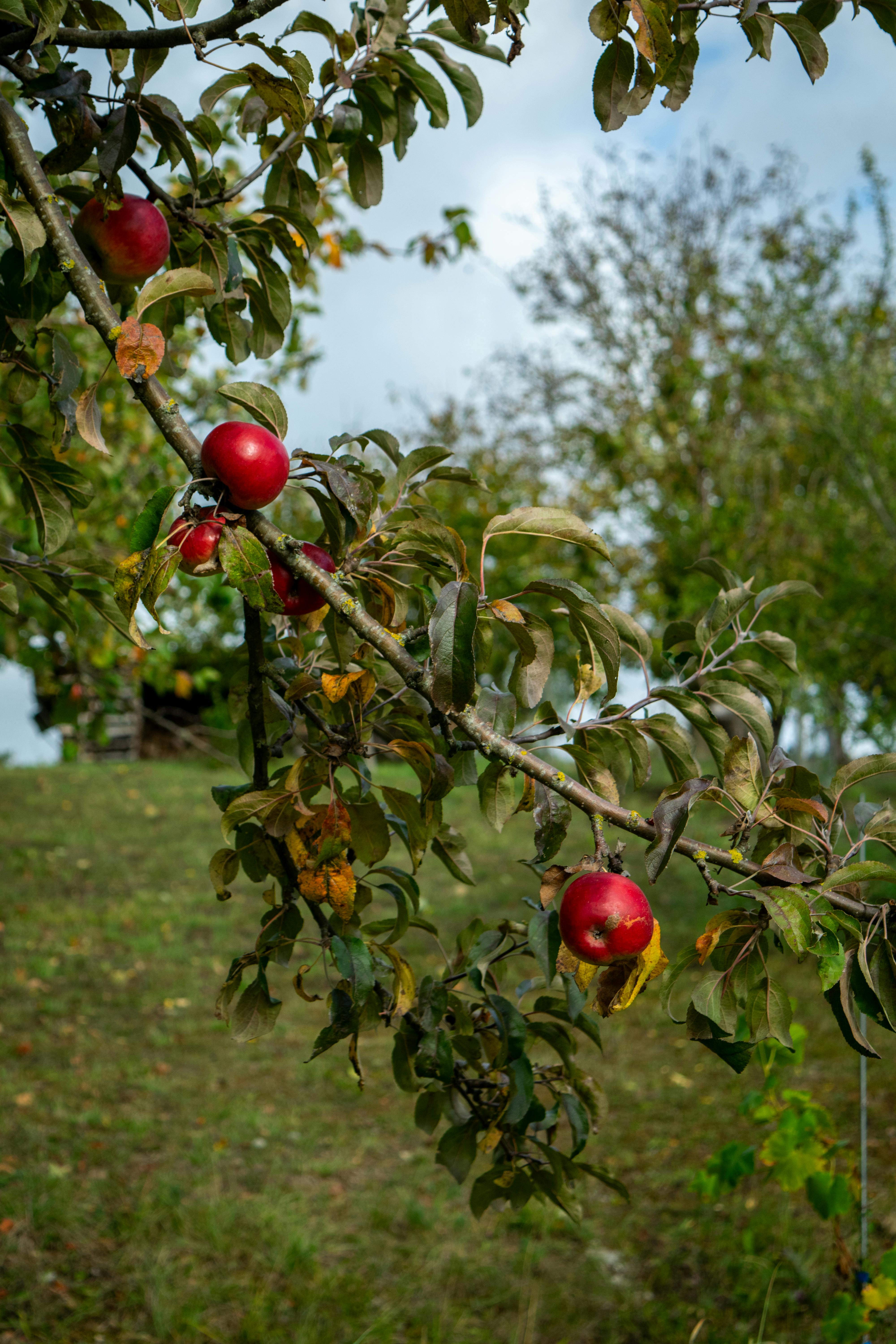 Red Apples on Tree · Free Stock Photo