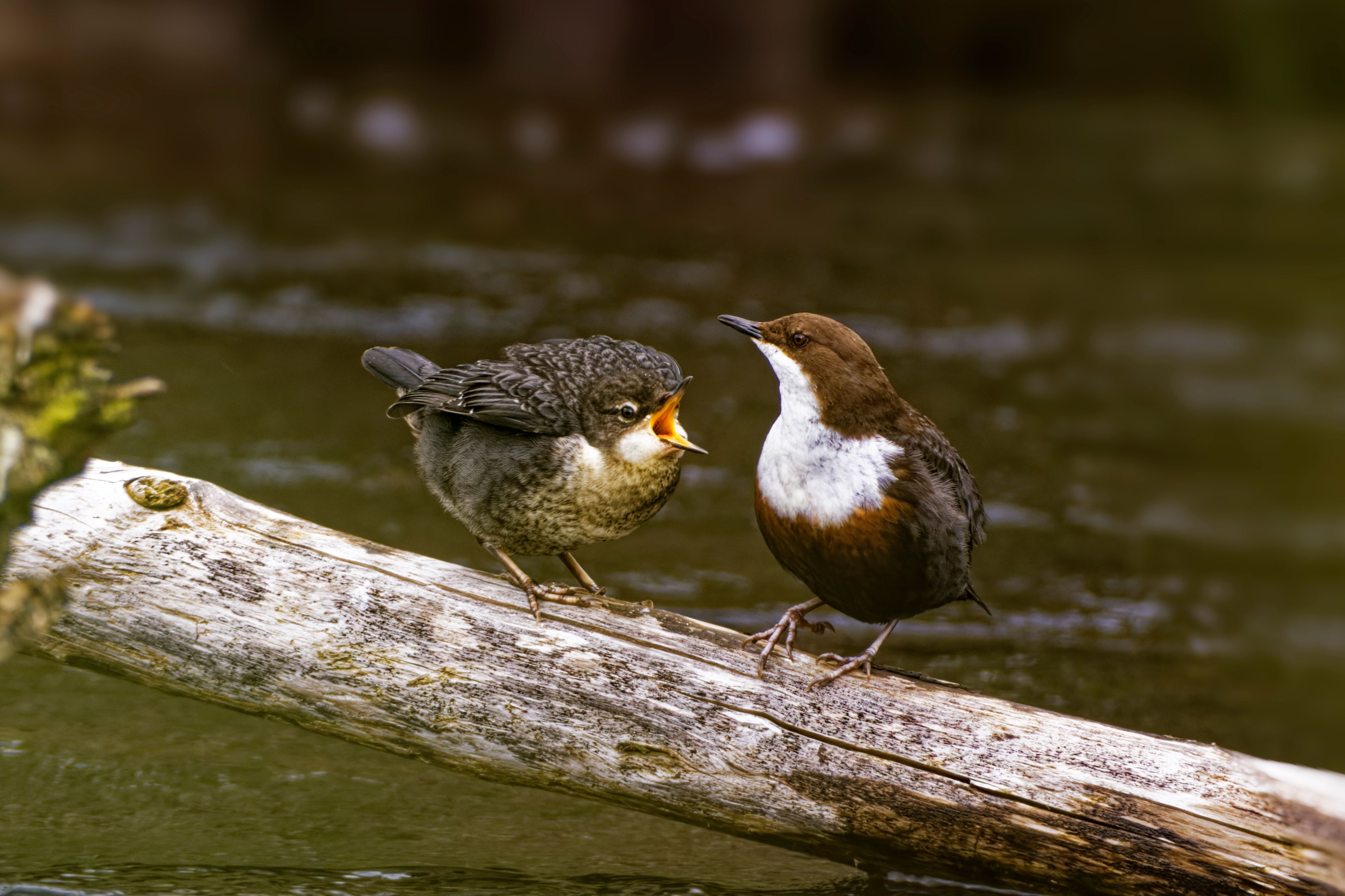 Two Birds Perching on a Branch · Free Stock Photo