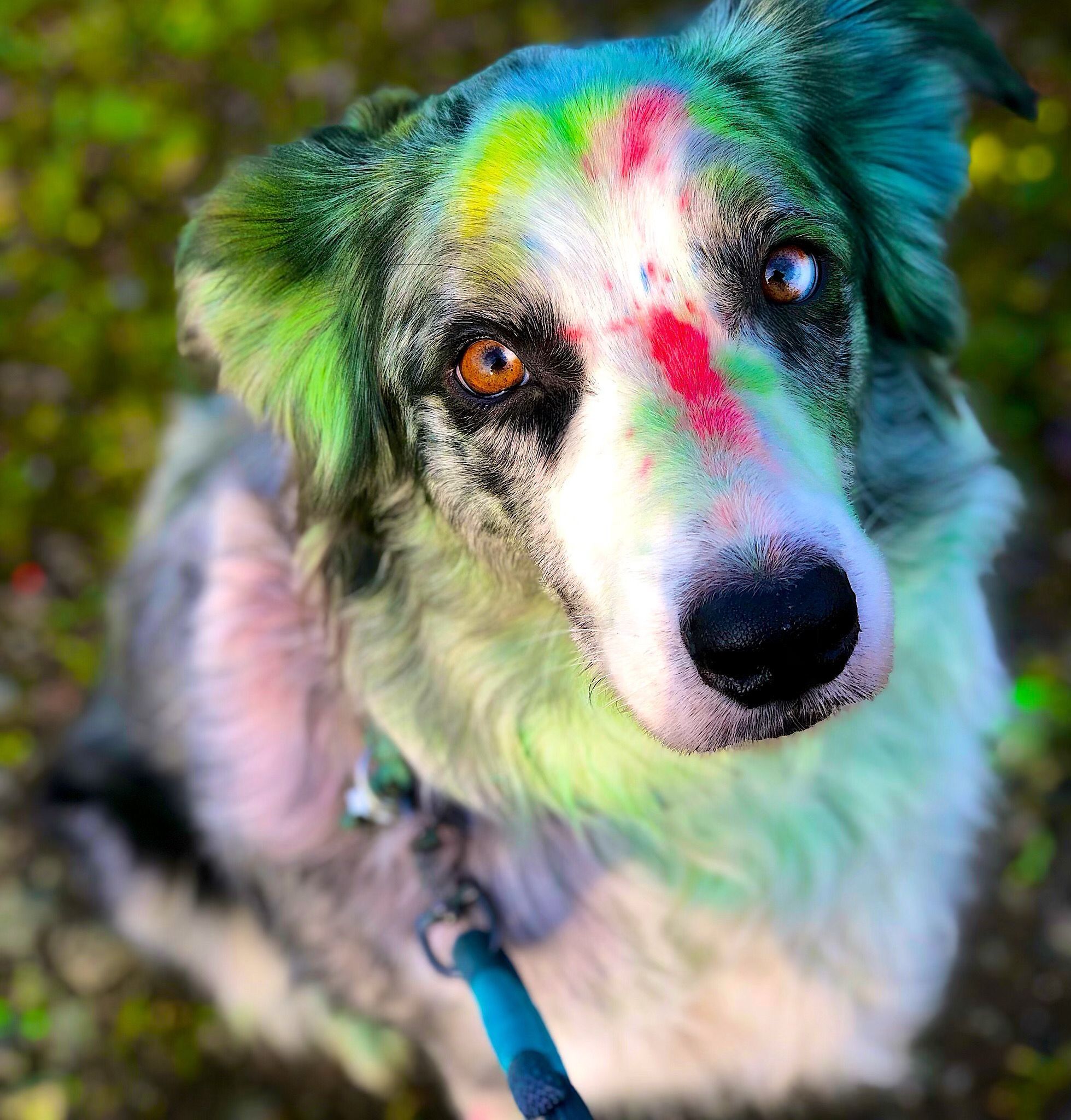 Dog With Paint Photos, Download The BEST Free Dog With Paint Stock ...
