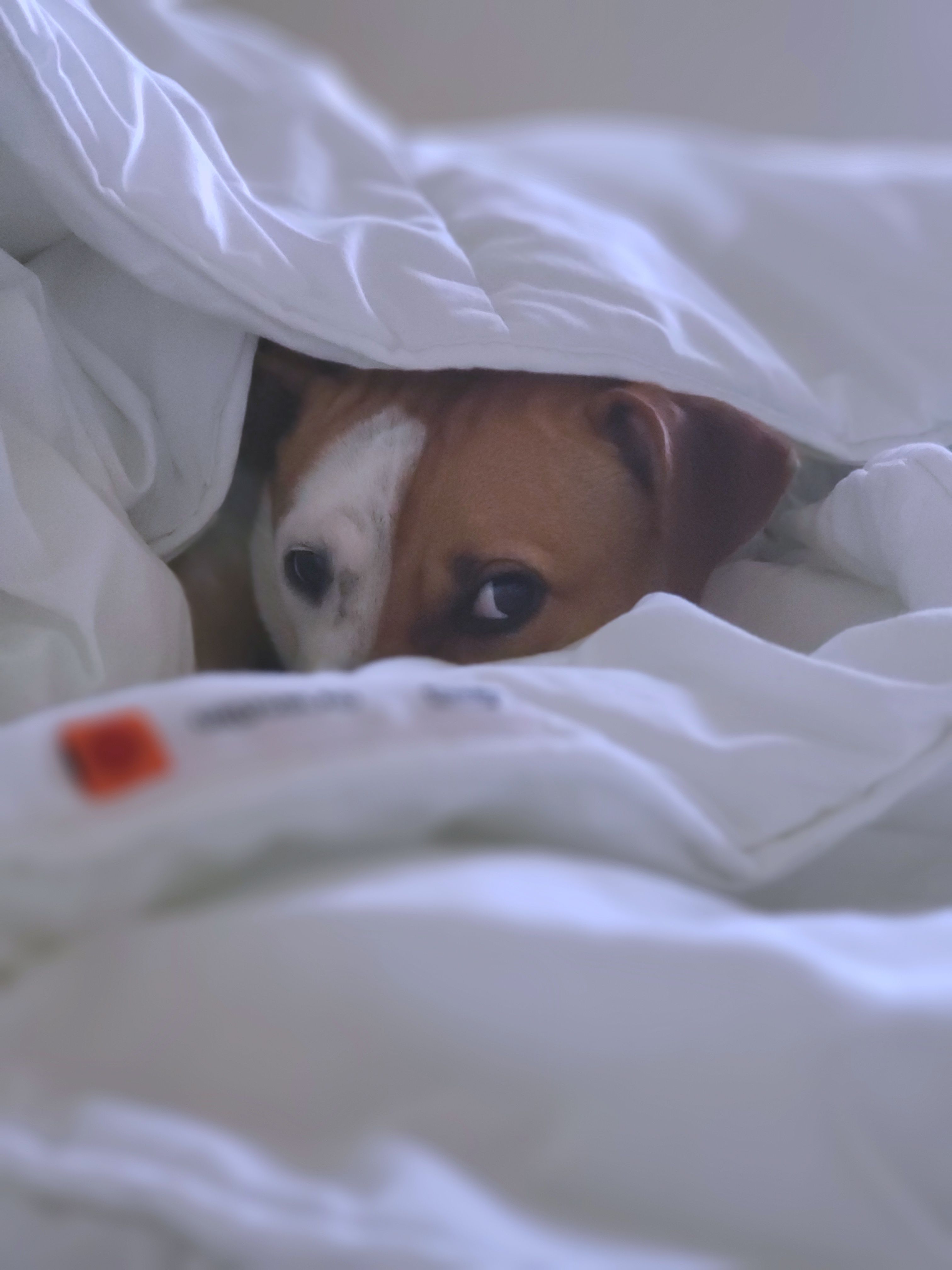 Free stock photo of bed, bedtime, cuddle