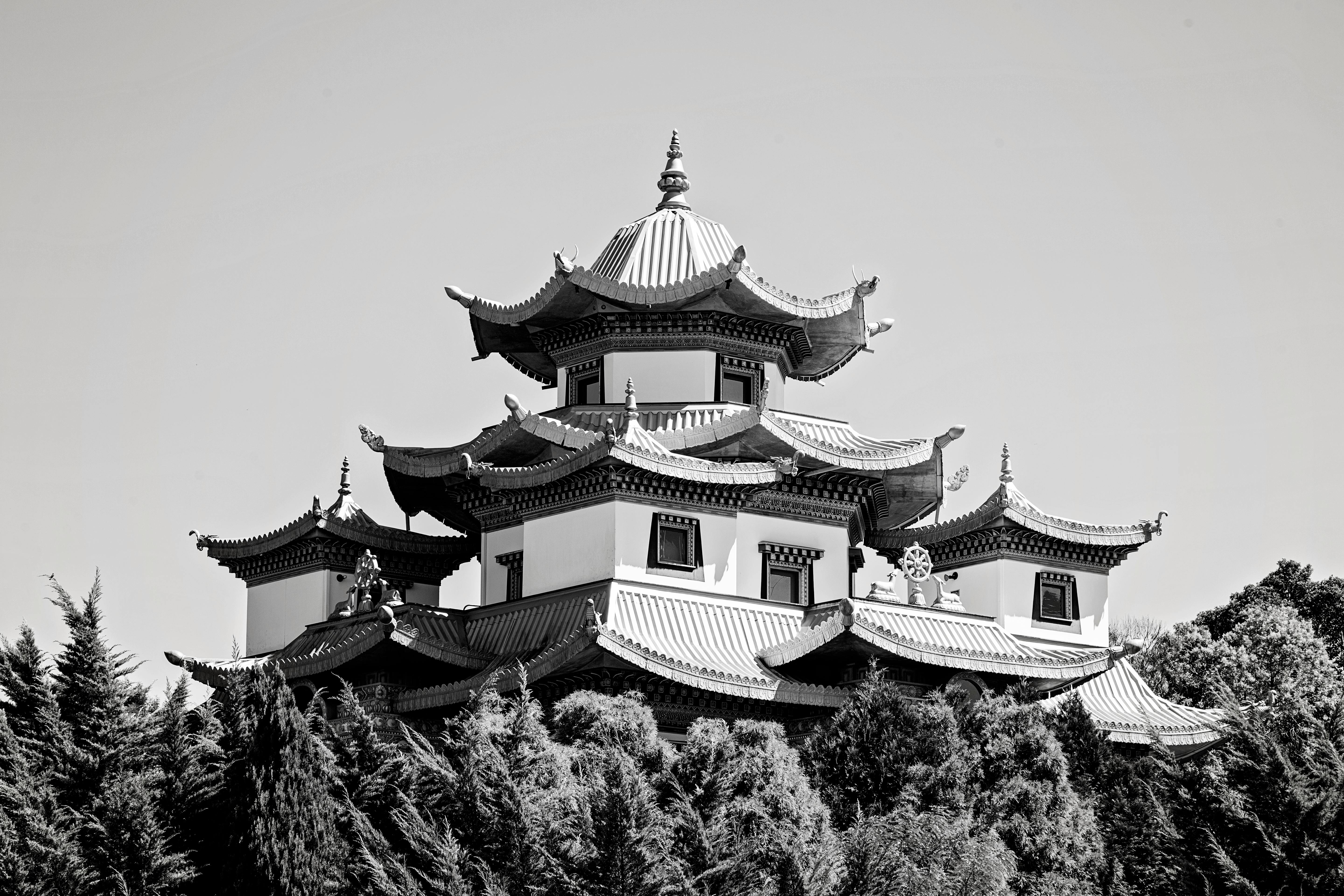 Ling Photos, Download The BEST Free Ling Stock Photos & HD Images