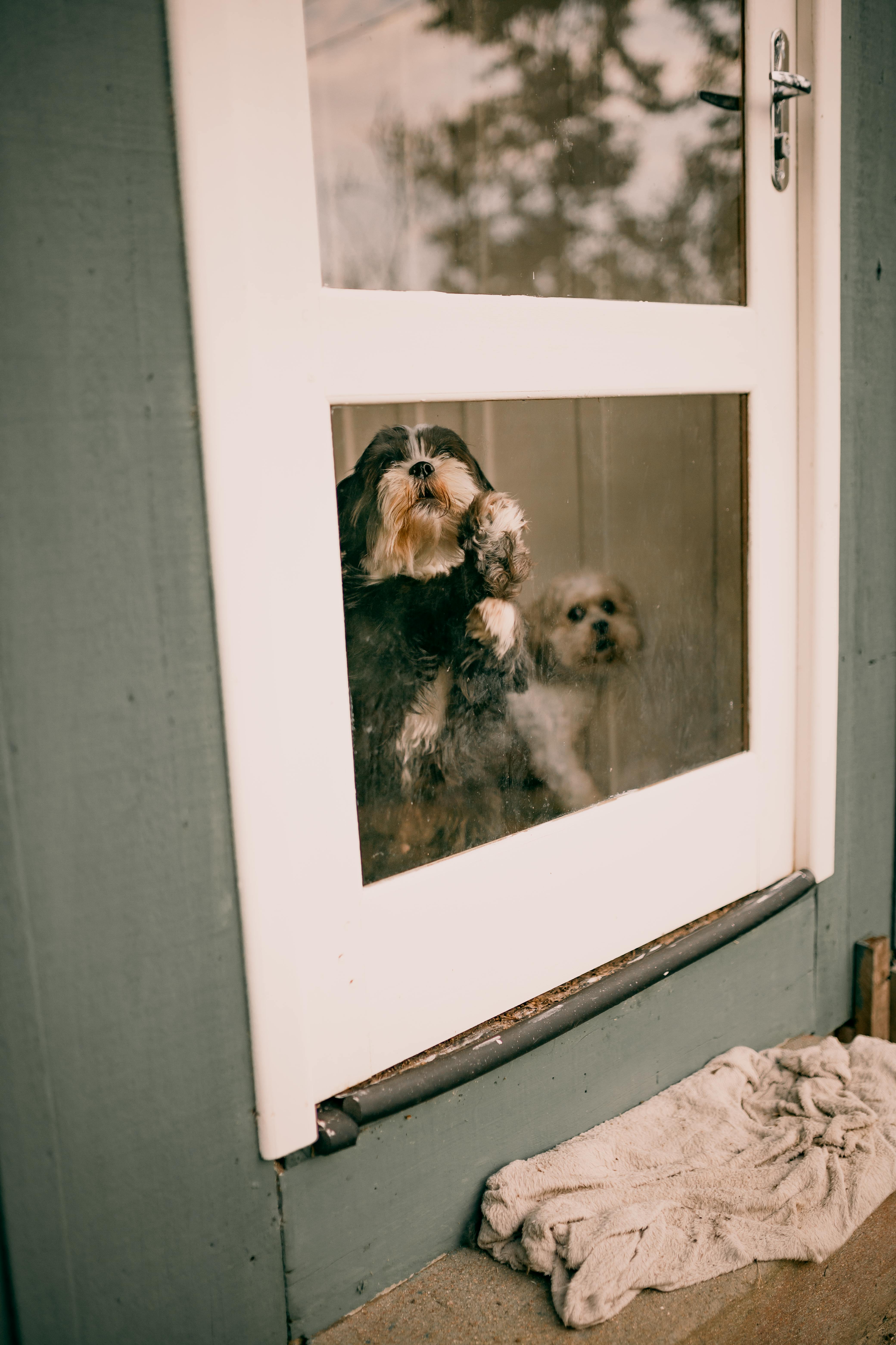 Photo of Dogs Hanging on a Wall · Free Stock Photo