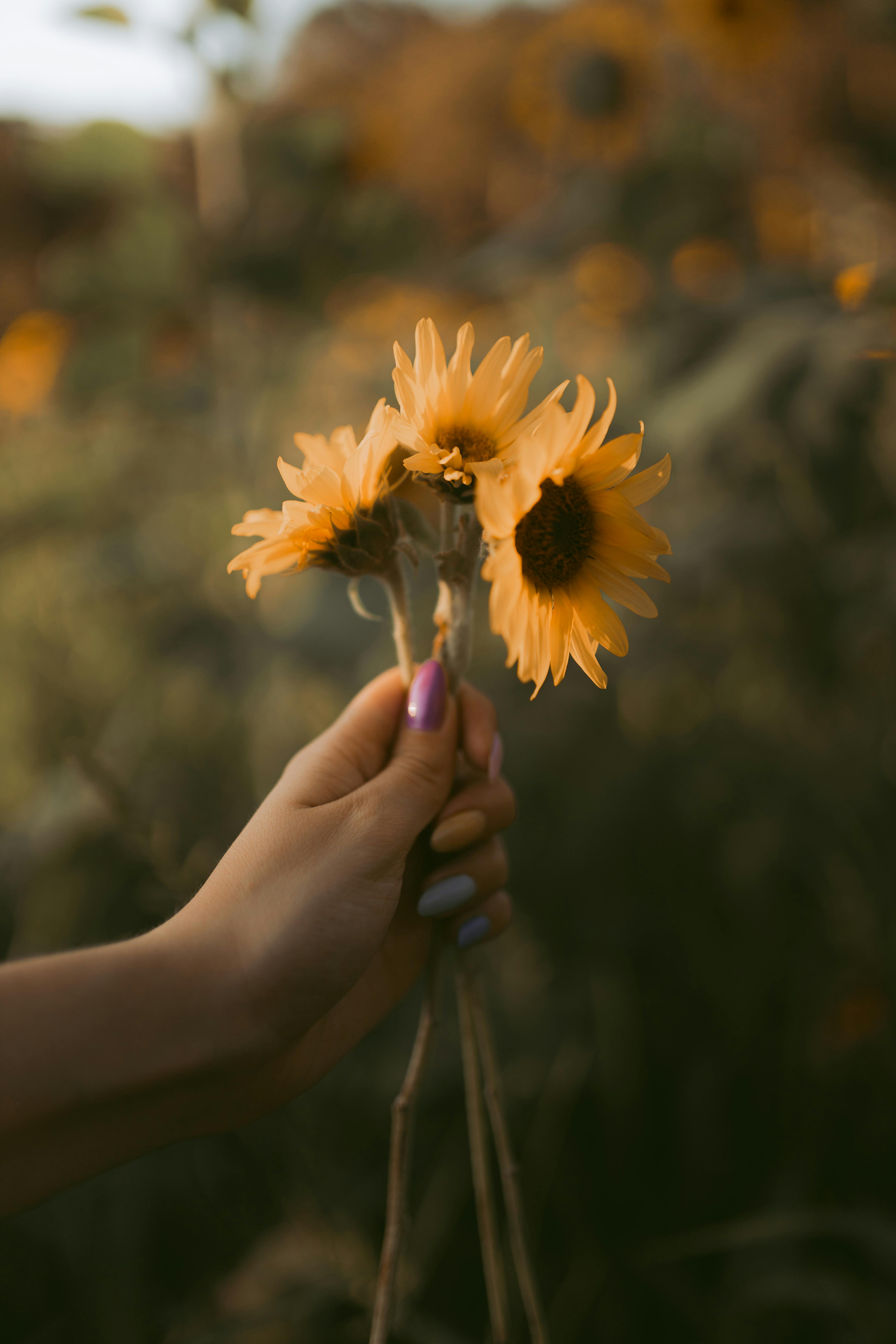 Hand Holding Sunflowers · Free Stock Photo