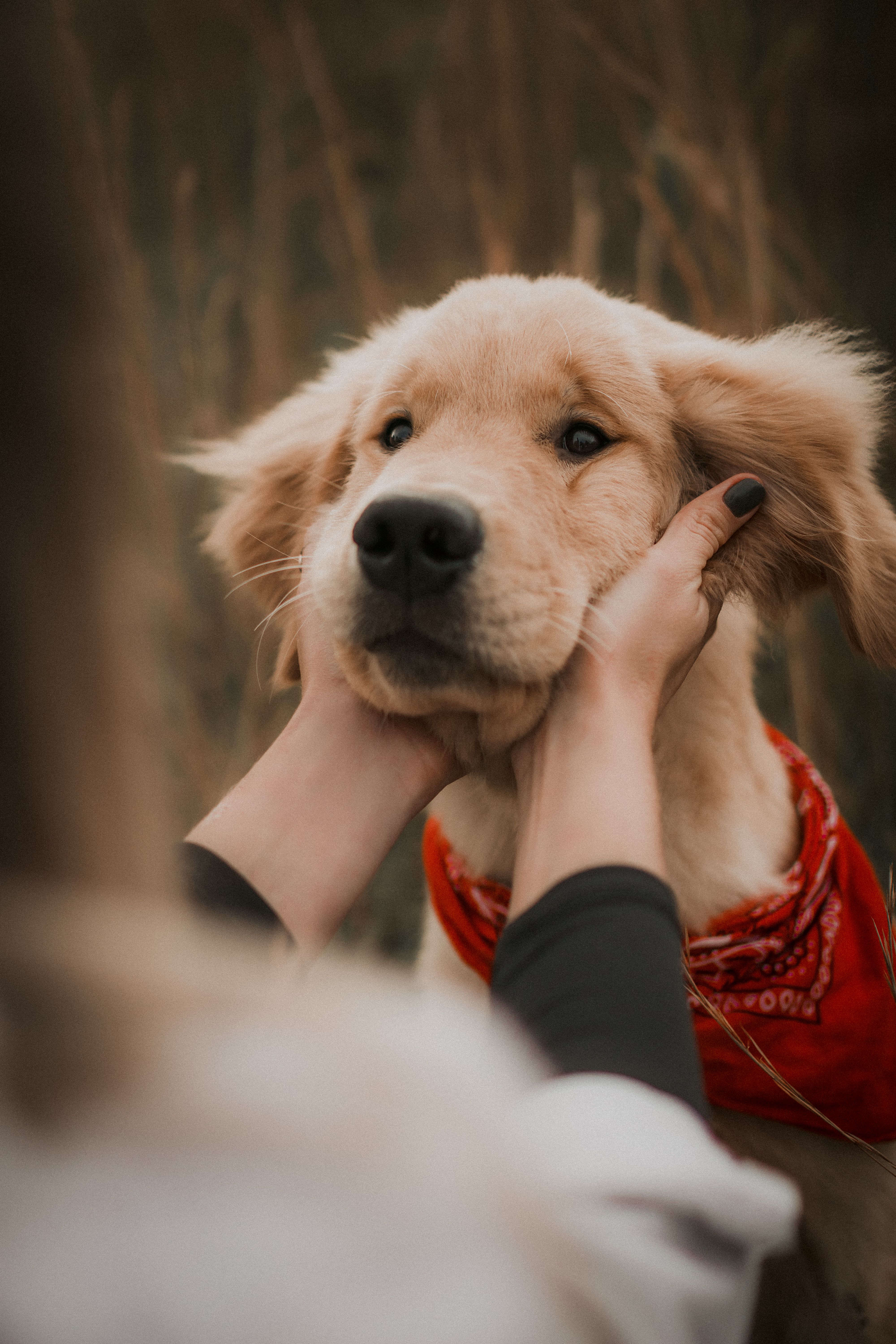 Foto de stock gratuita sobre @al aire libre, adiestrador de perros ...