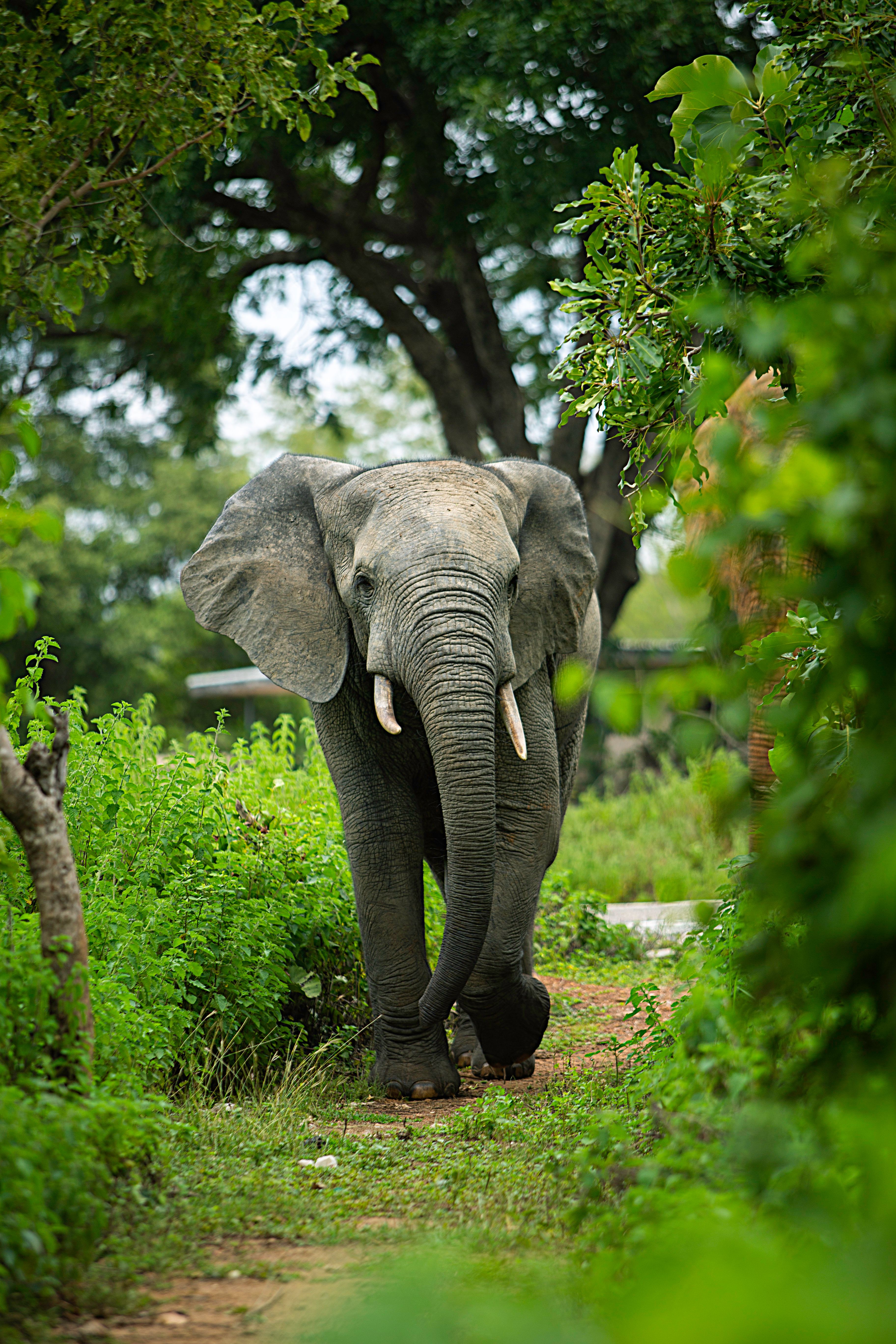 Elephant Walking Path · Free Stock Photo