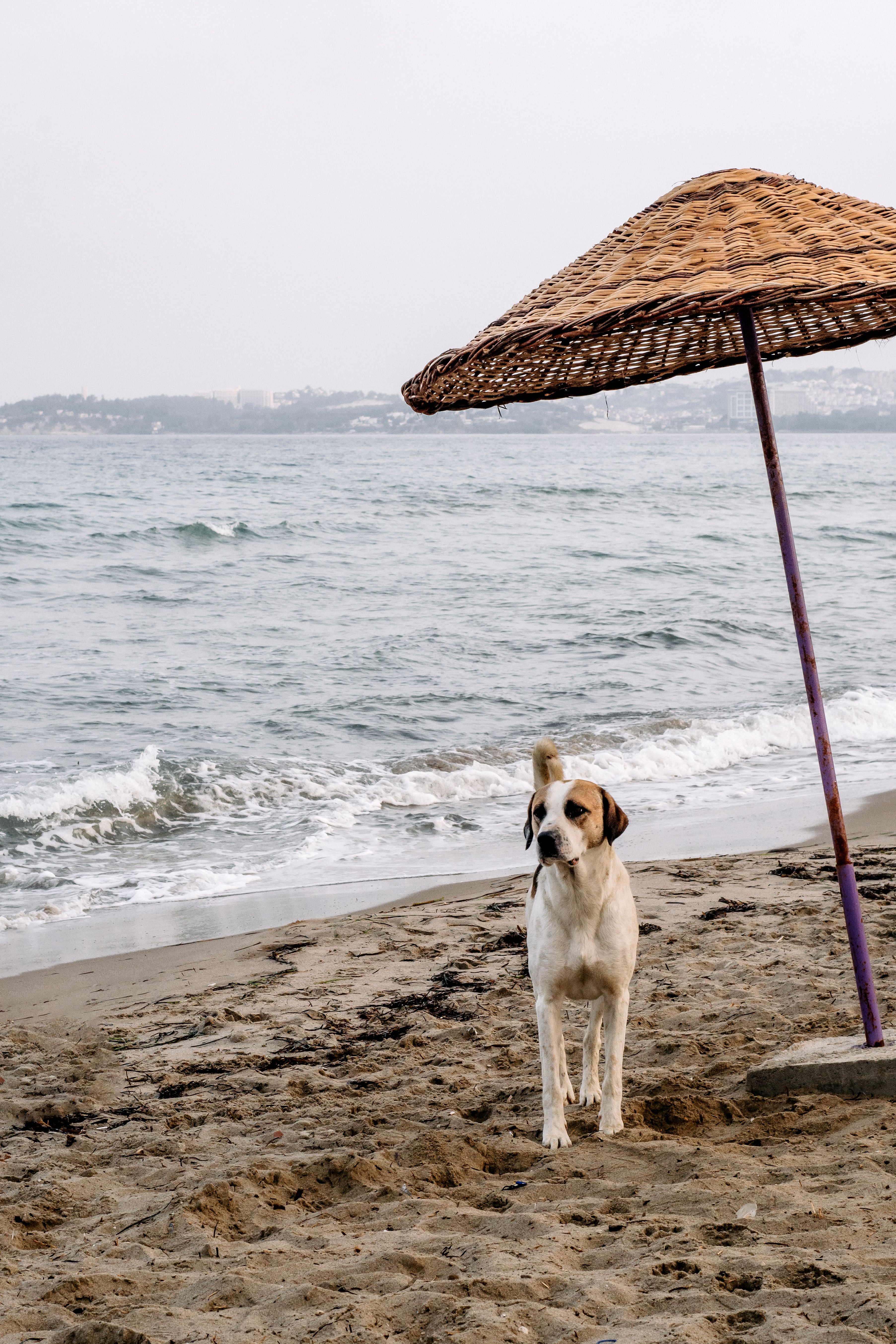 Dog under Thatched Sunshade · Free Stock Photo