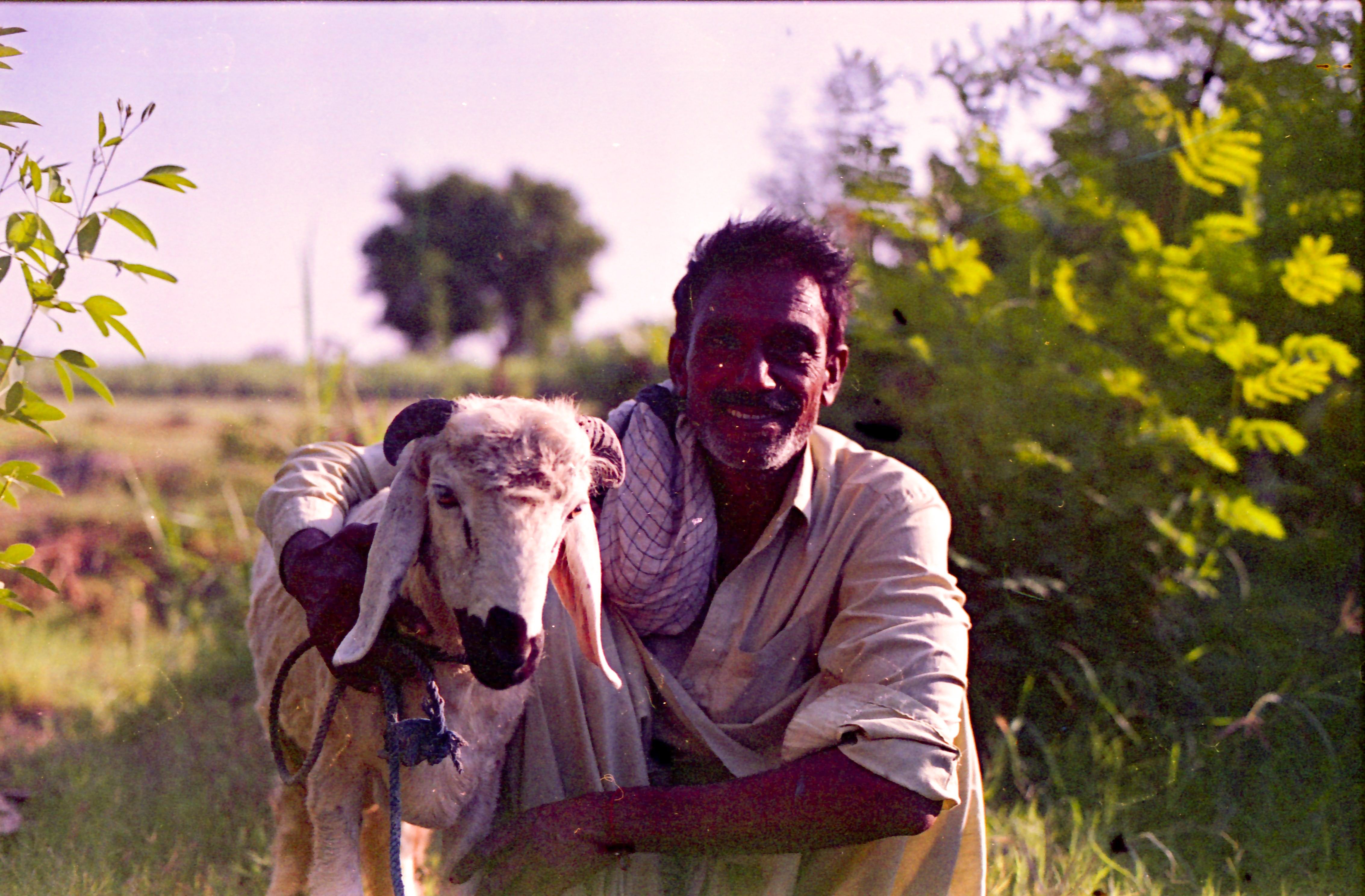 A Man Carrying a Goat · Free Stock Photo