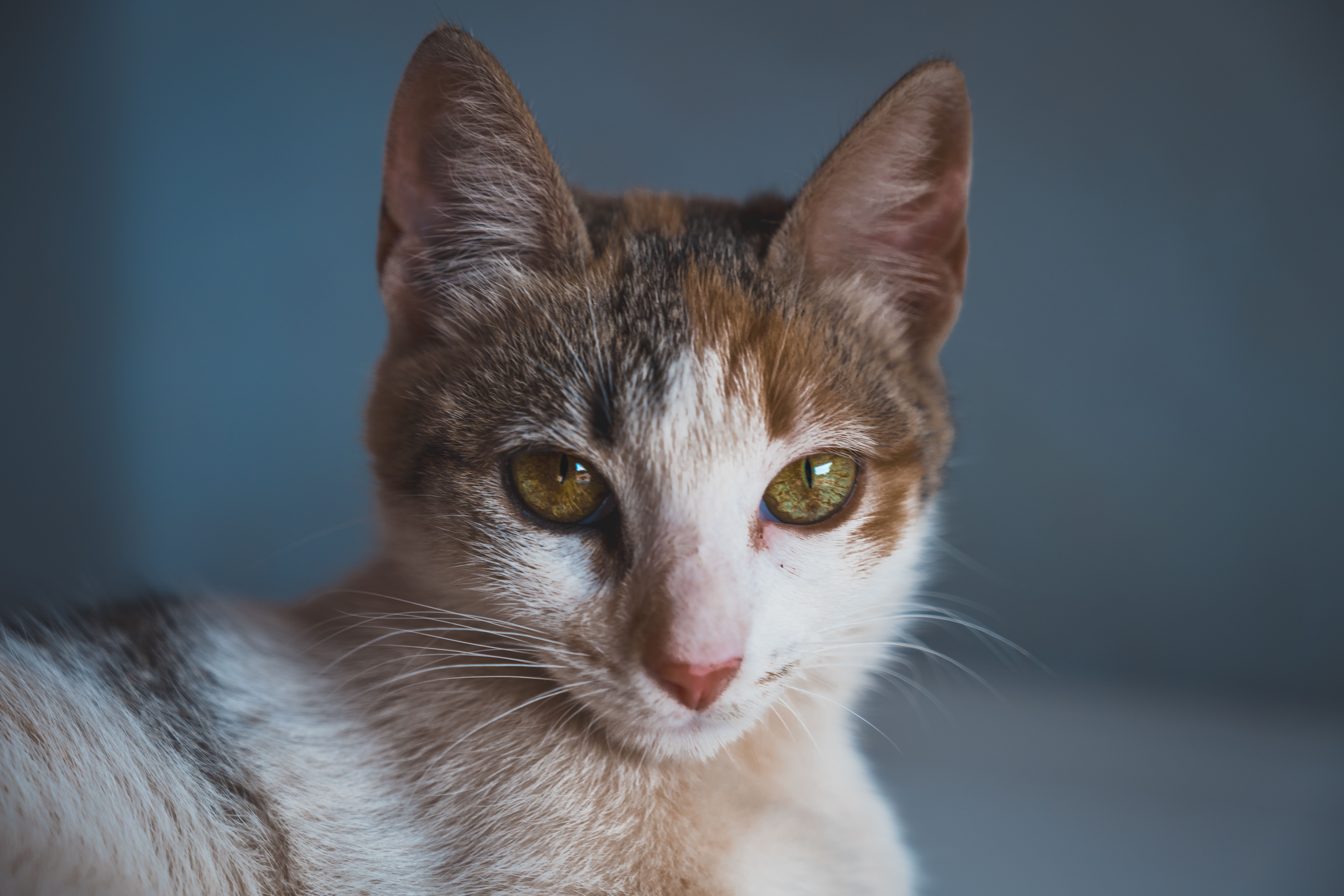 Furry cat looking at camera while lying on blanket · Free Stock Photo