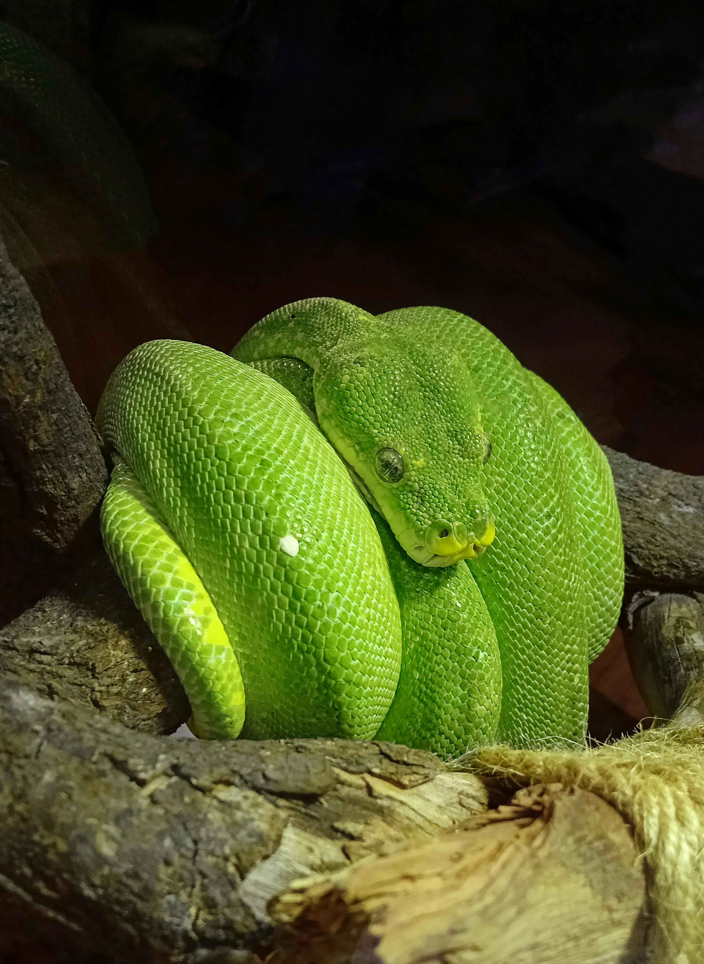 Reptil Frankrijk Photos, Download The BEST Free Reptil Frankrijk Stock ...