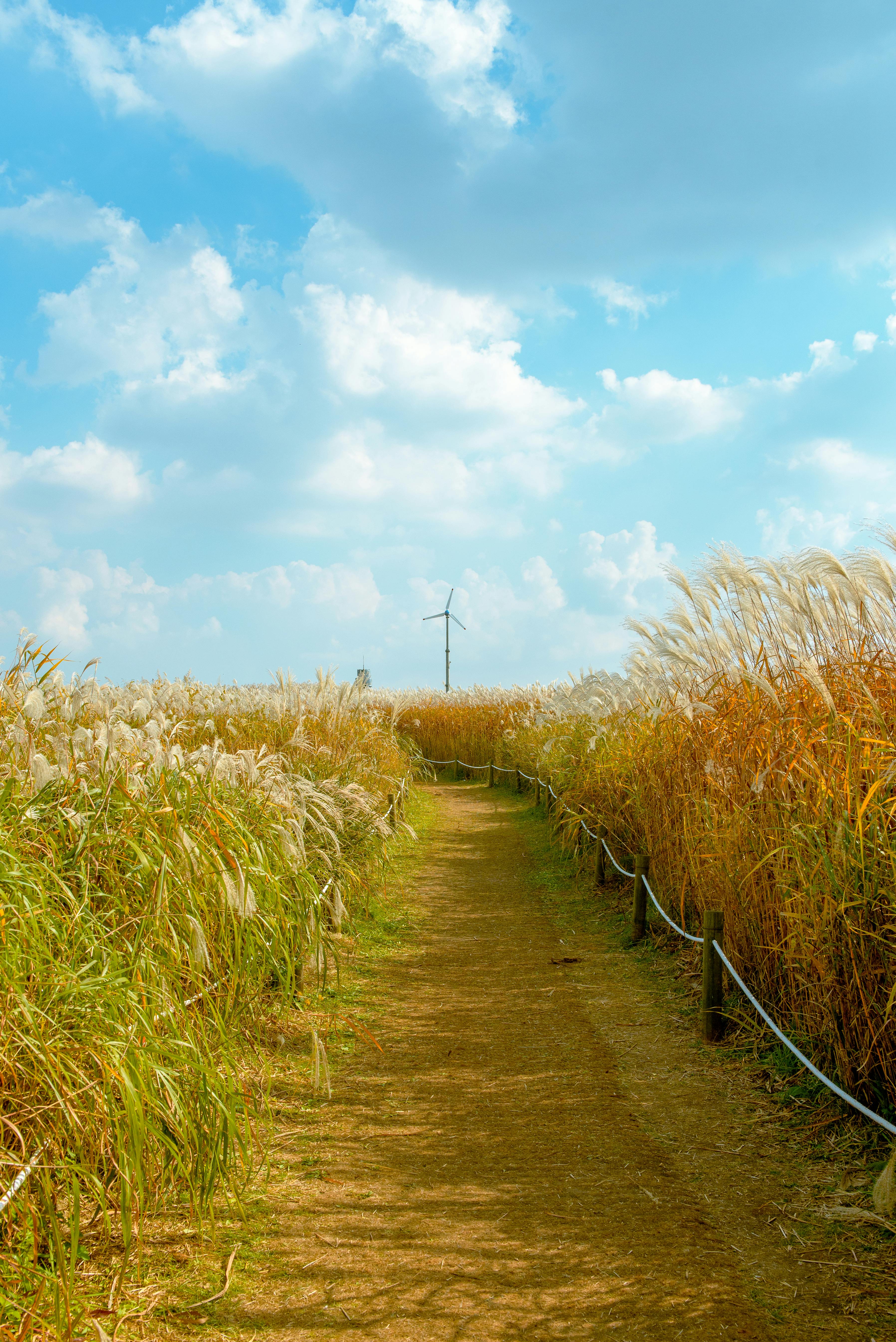 Footpath among Fields · Free Stock Photo