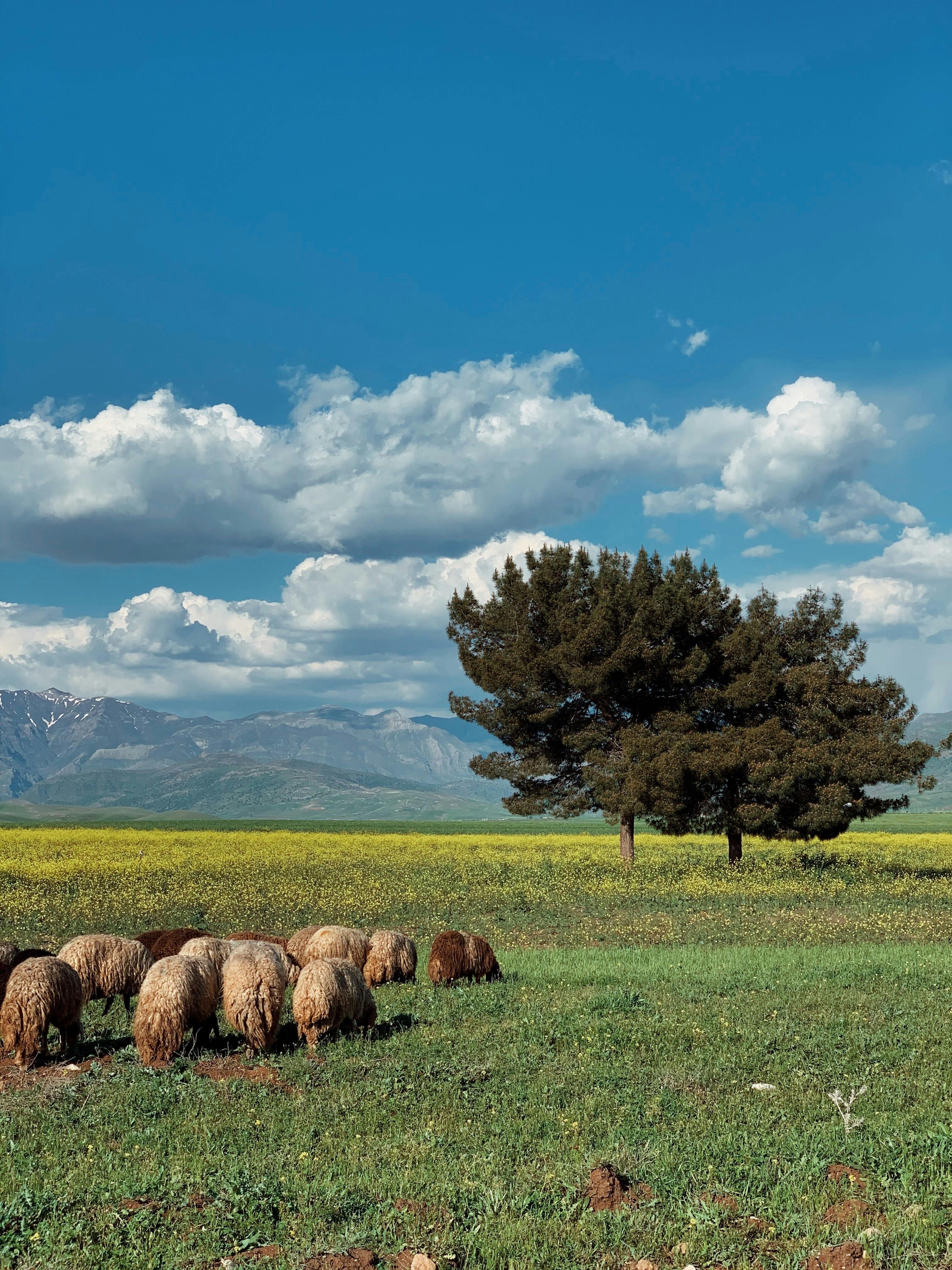 Sheep and Trees · Free Stock Photo
