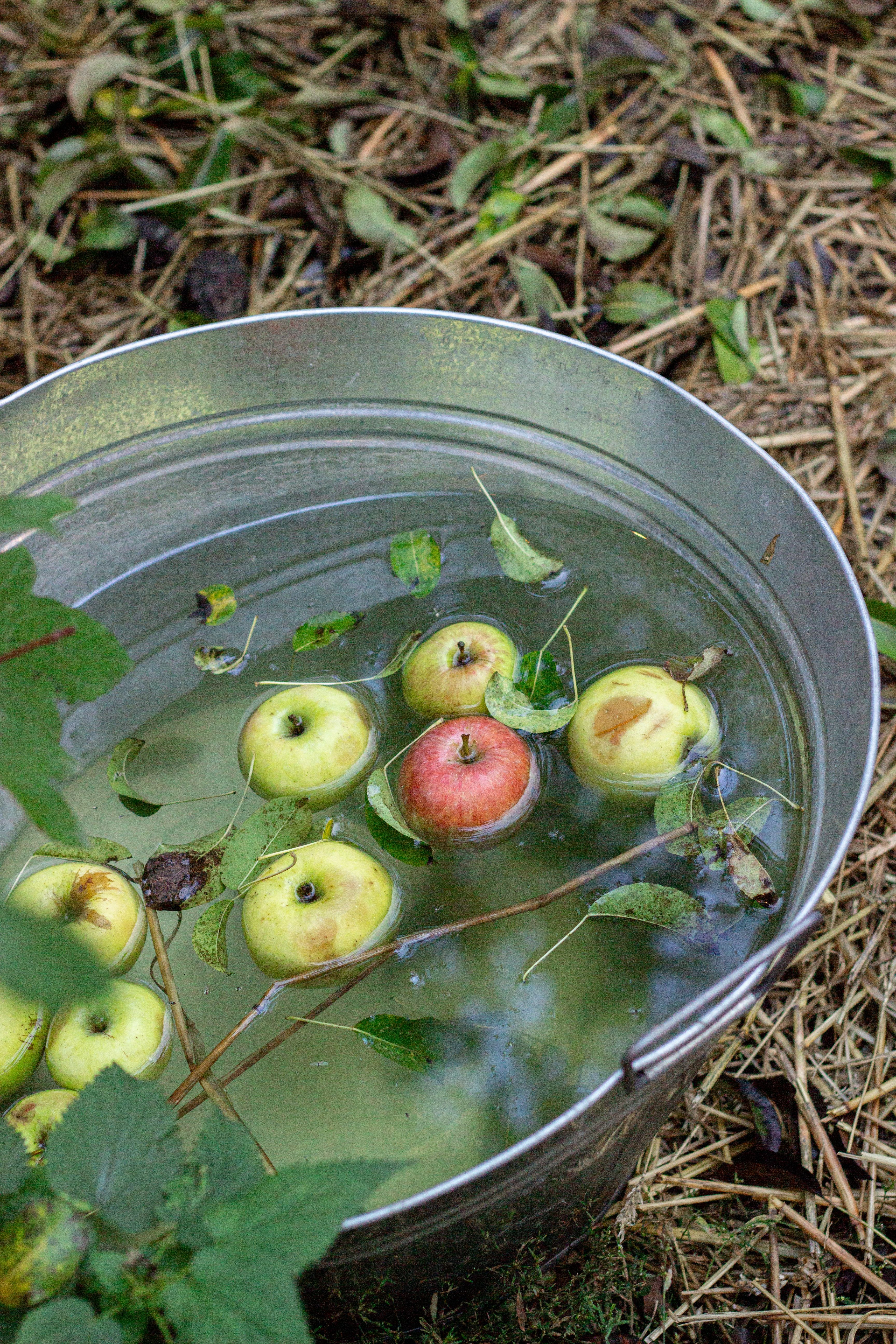 Apple In Bucket Photos, Download The BEST Free Apple In Bucket Stock ...