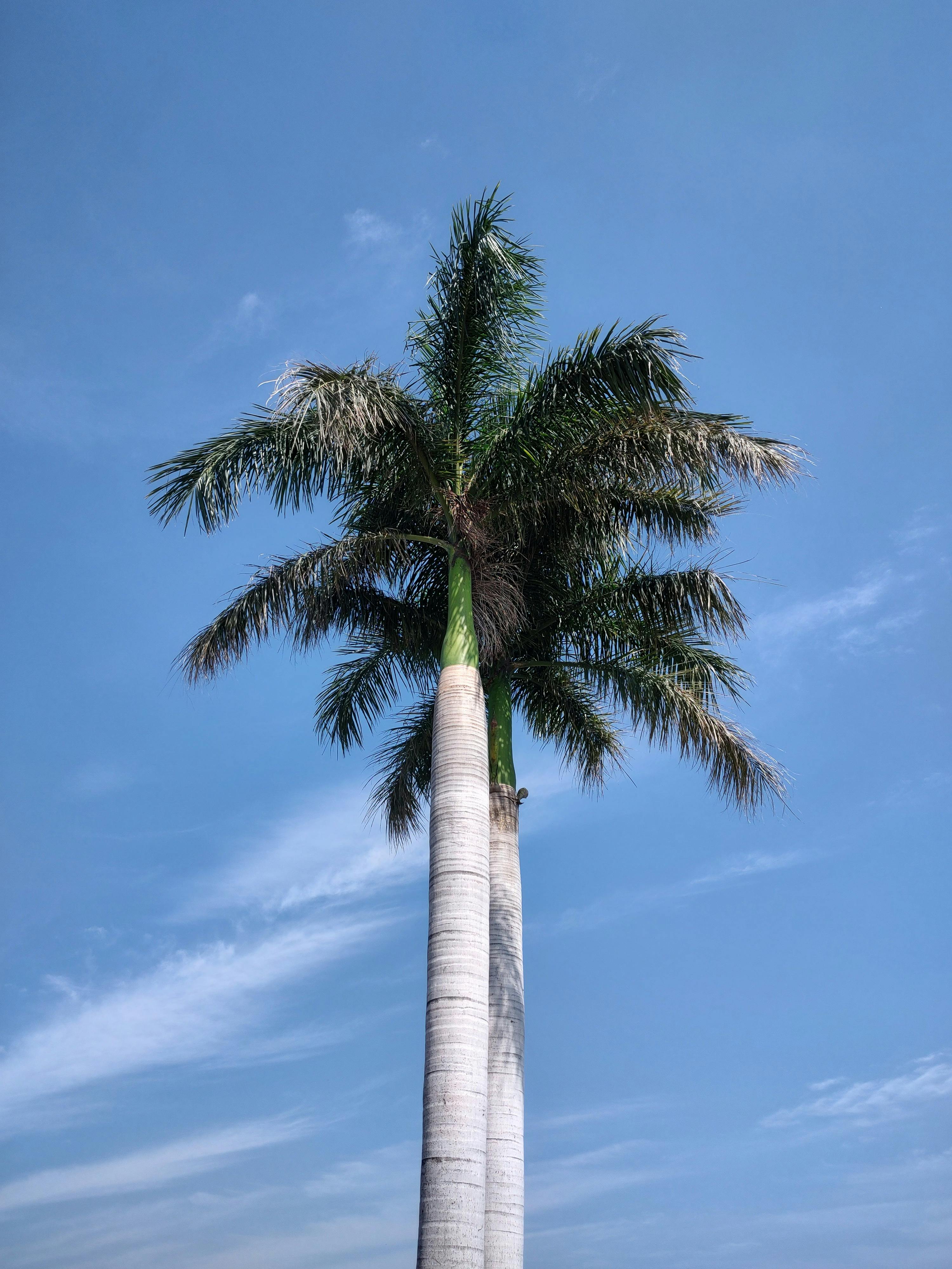 Photo of Green Palm Tree Under Clear Blue Sky · Free Stock Photo