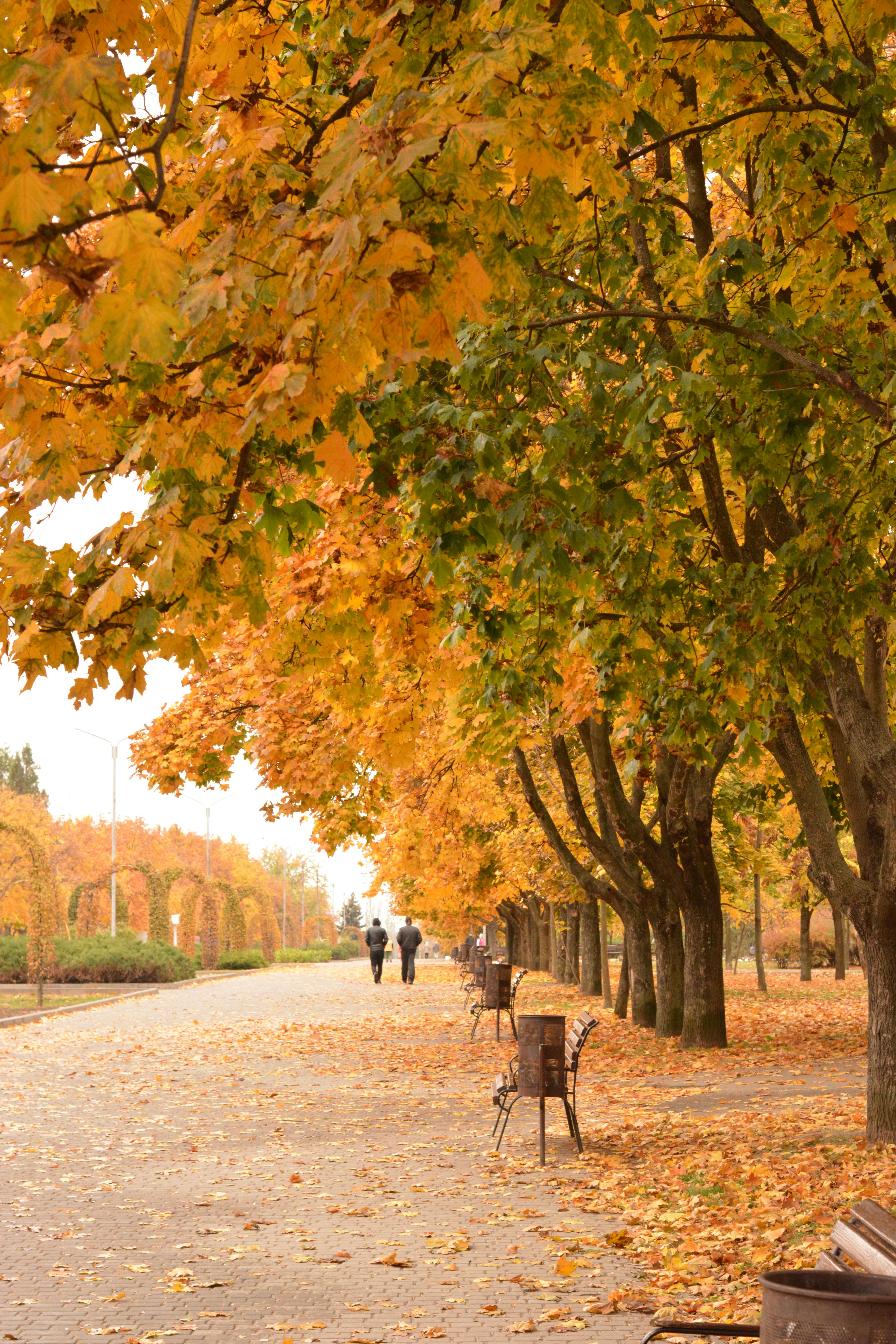 Colorful Trees in Park in Autumn · Free Stock Photo