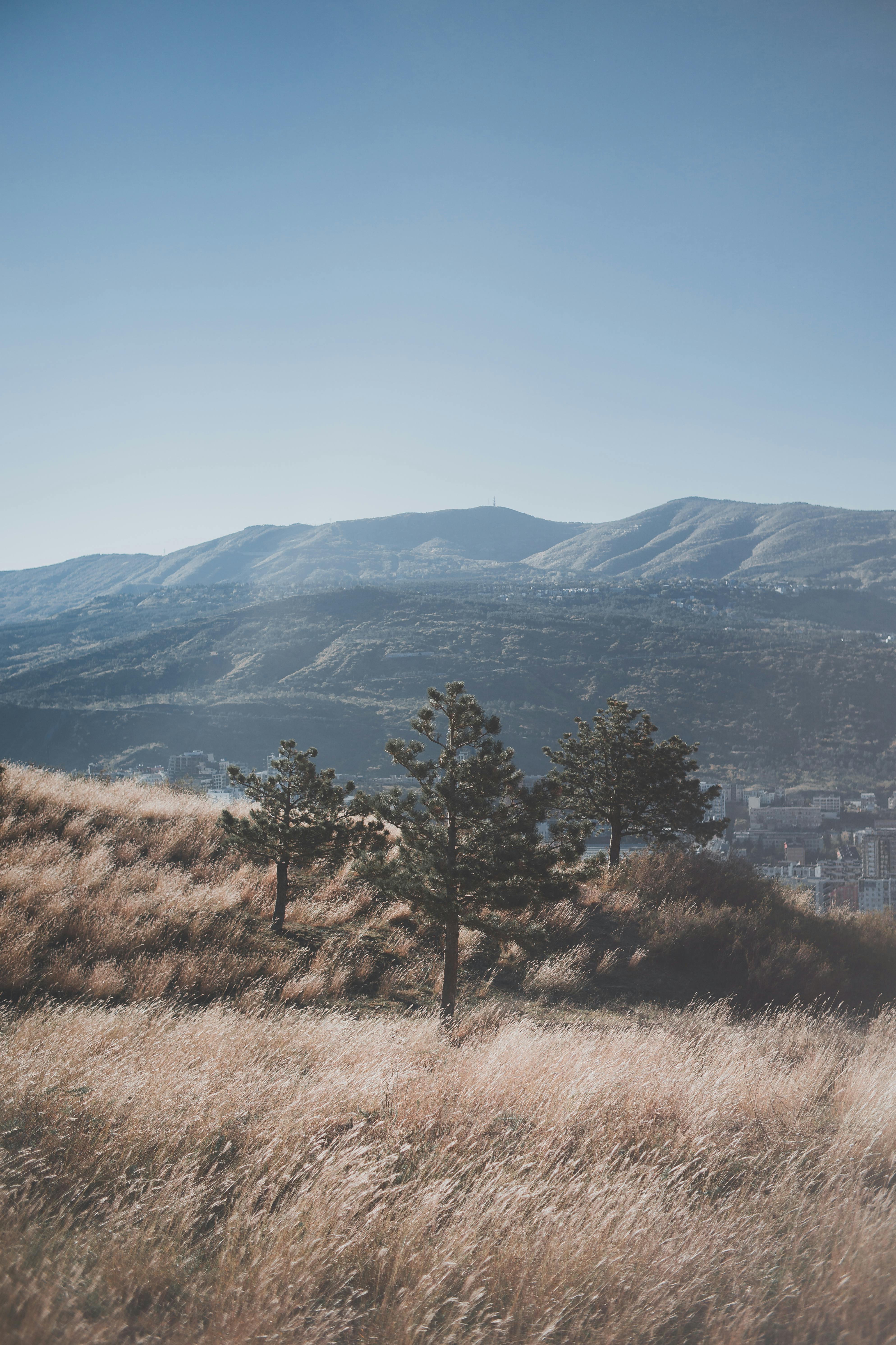 Coniferous Trees on a Grassy Ridge · Free Stock Photo
