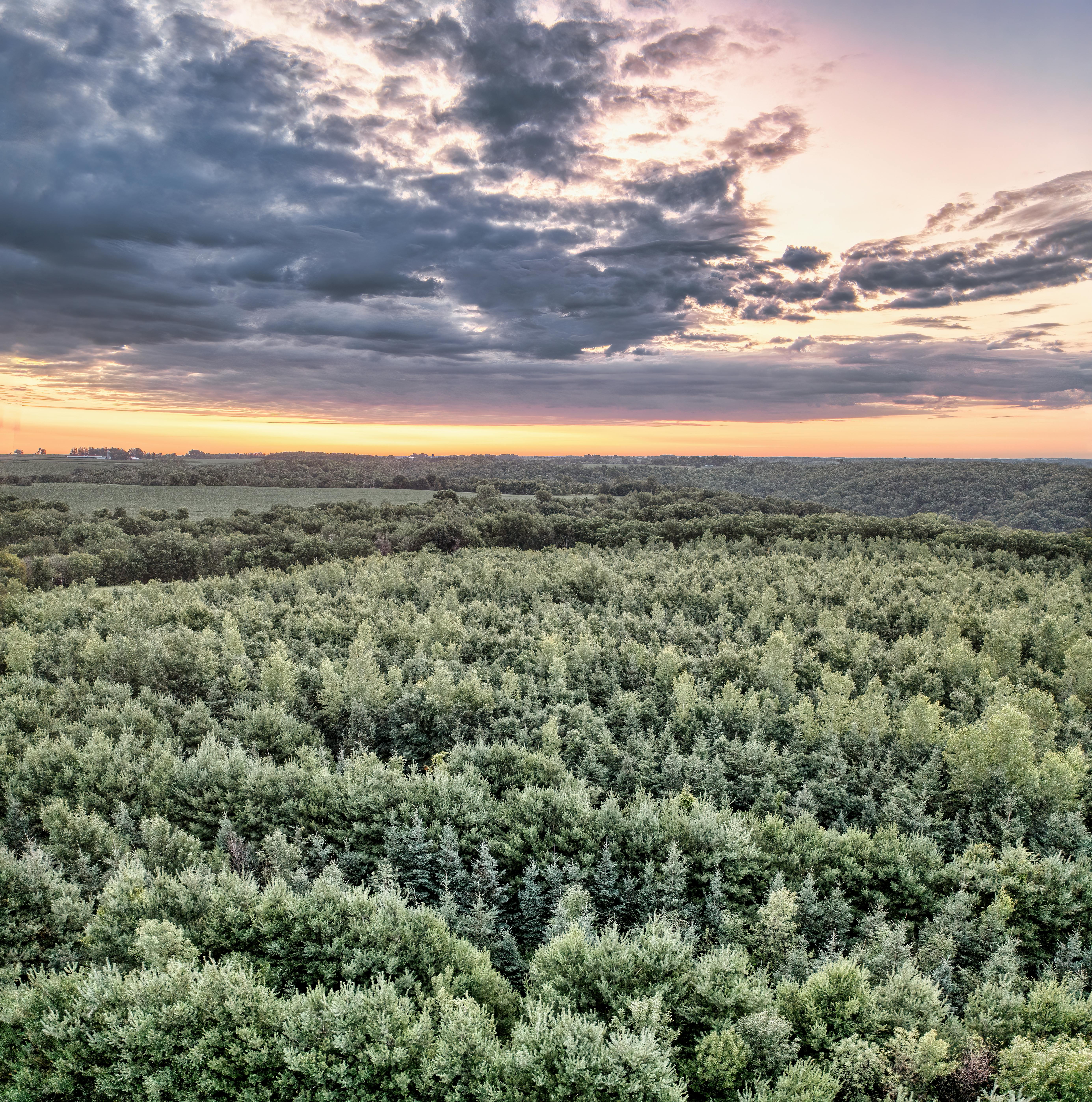 Green Forest at Sunset · Free Stock Photo