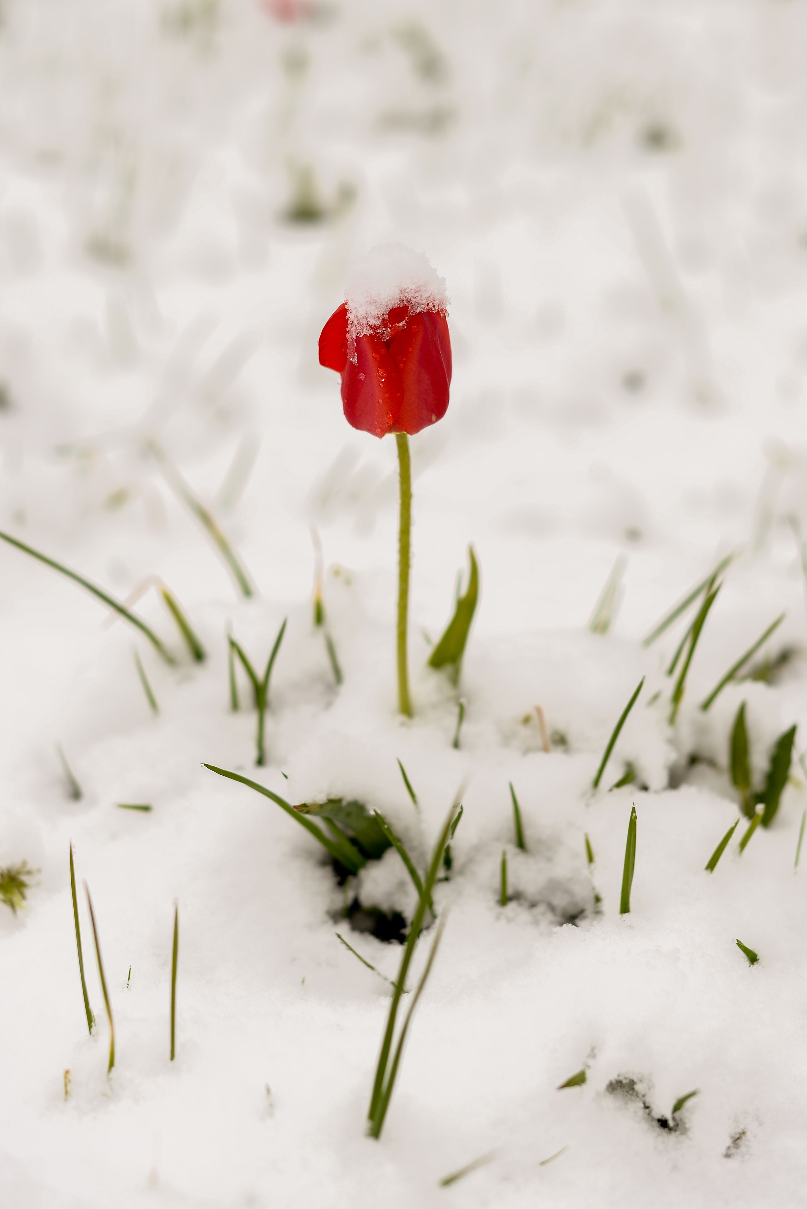 White Snow Drop Flowers Wallpaper Photos, Download The BEST Free White ...