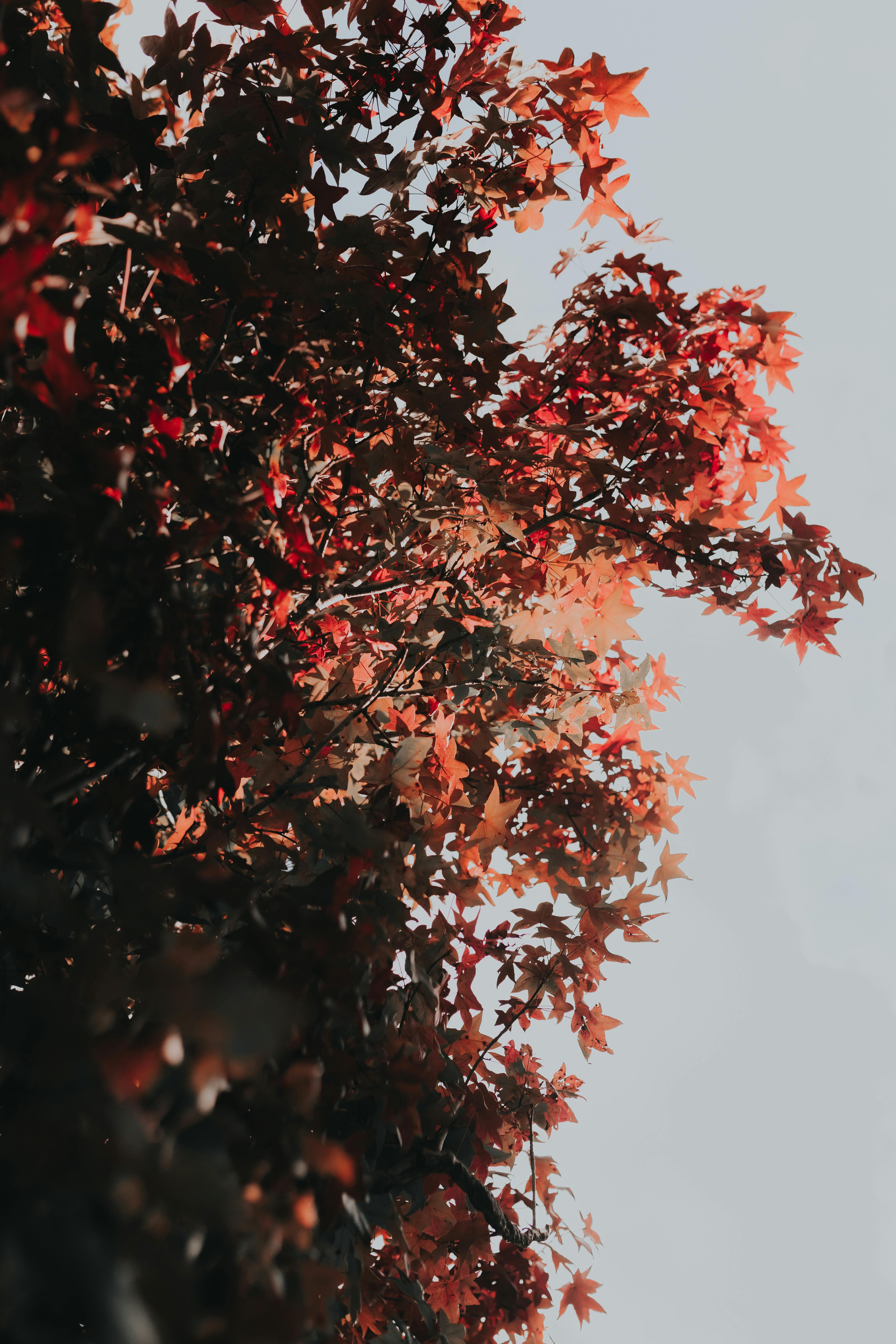 Red Leaves on Tree in Autumn · Free Stock Photo