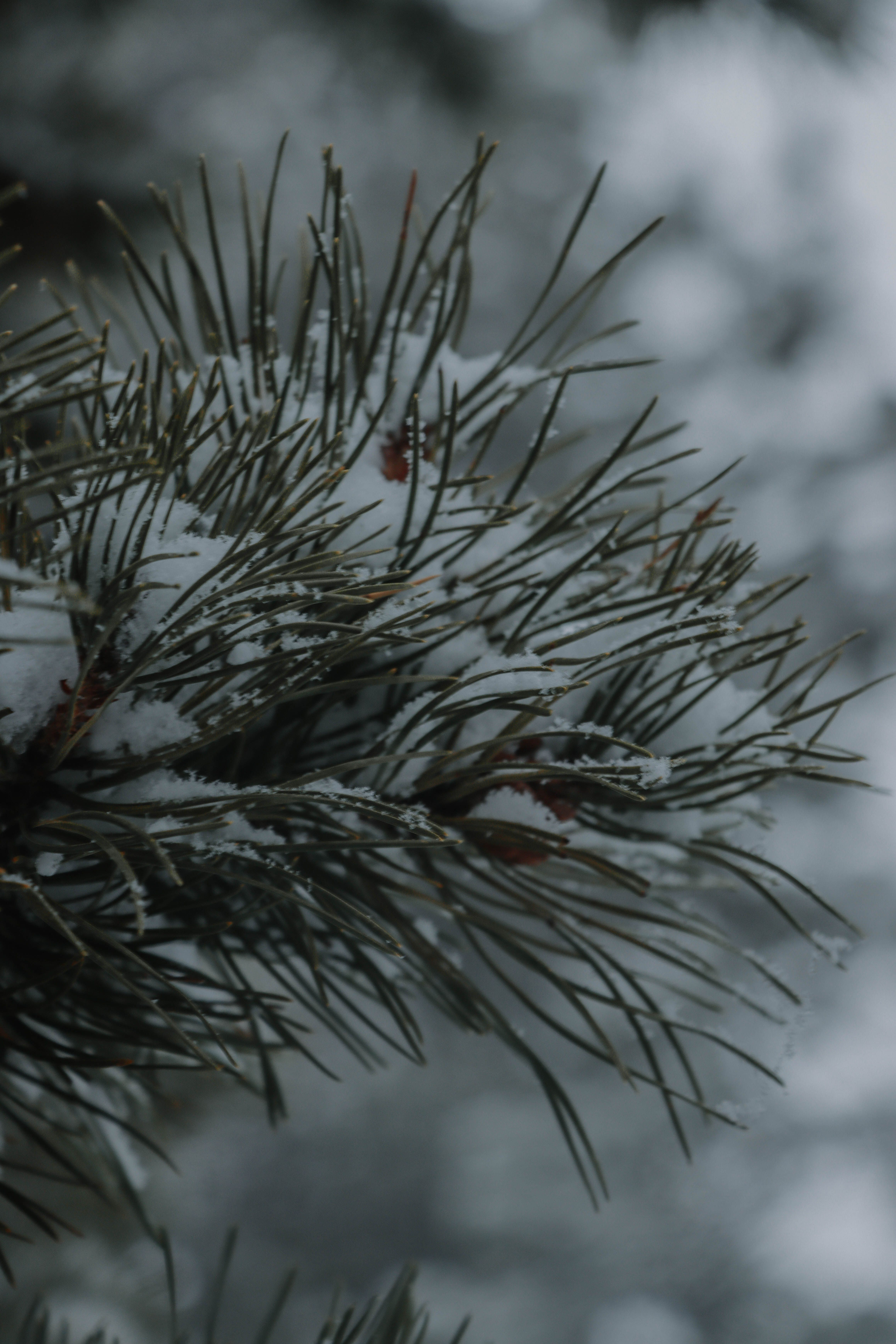 Close-Up of Snow-Covered Pine Needles in Winter · Free Stock Photo