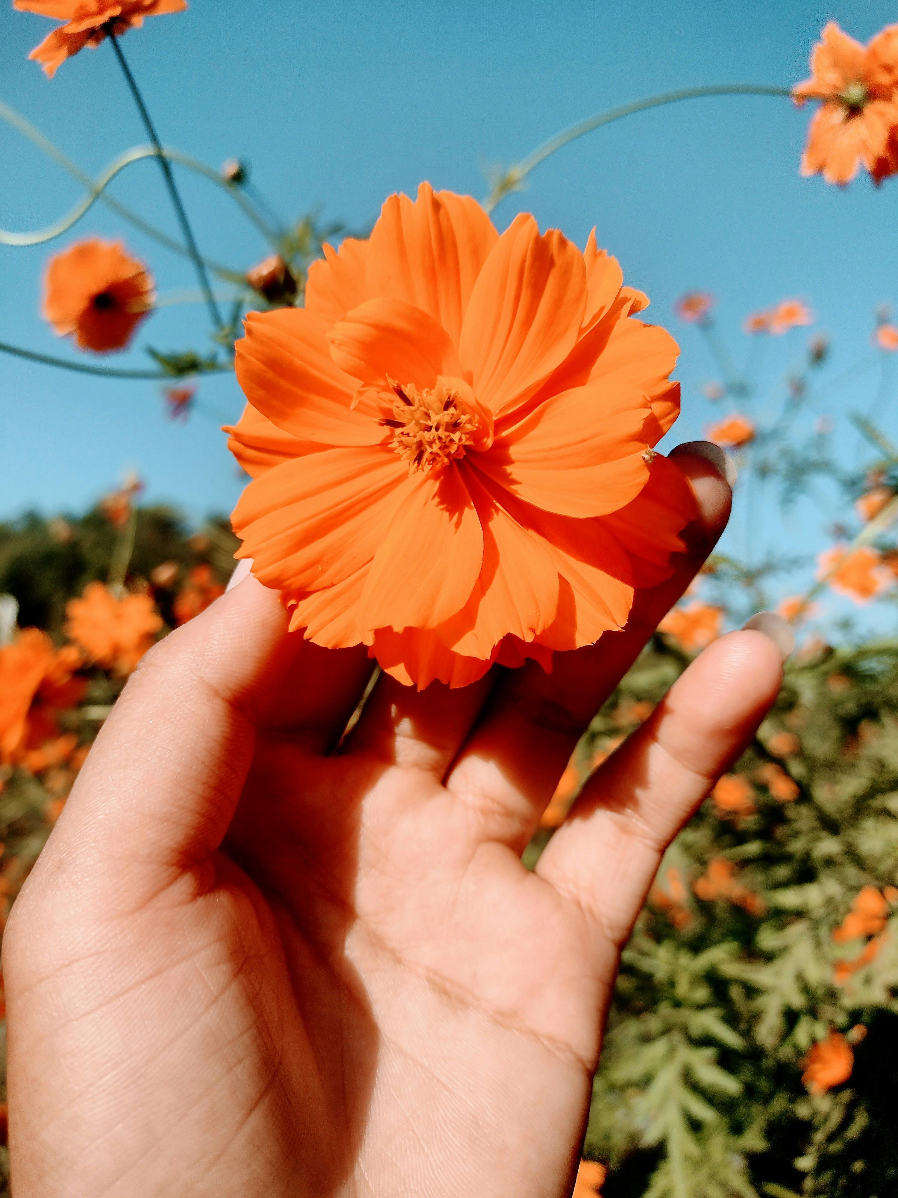 Lutos Flower Photos, Download The BEST Free Lutos Flower Stock Photos ...